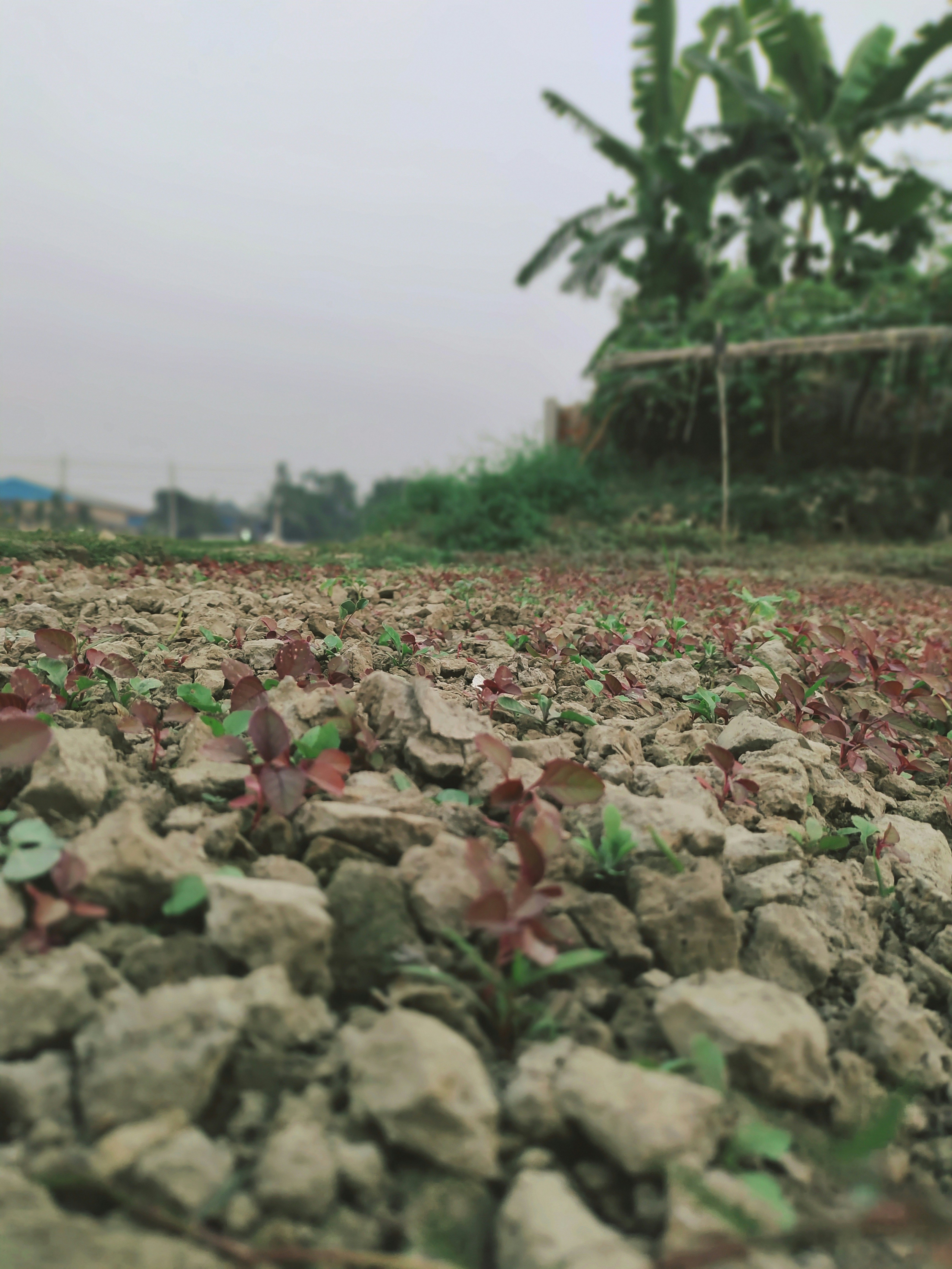 Vibrant green and red plants sprouting from a rocky terrain under an overcast sky. The scene captures the resilience of nature in a rugged landscape.