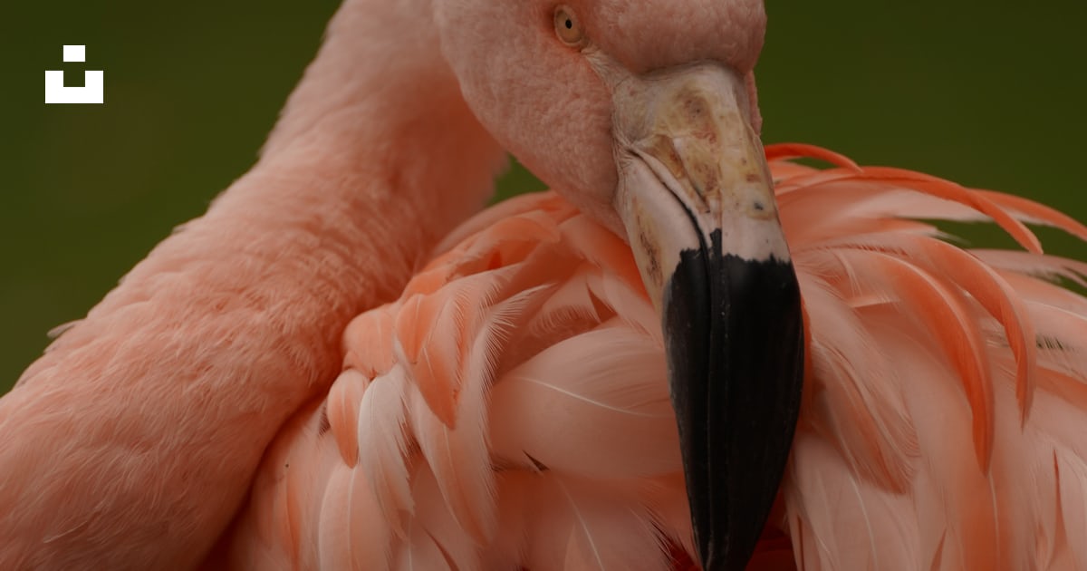 黒いくちばしを持つピンクのフラミンゴのクローズアップの写真 Unsplashのロロ公園の無料画像