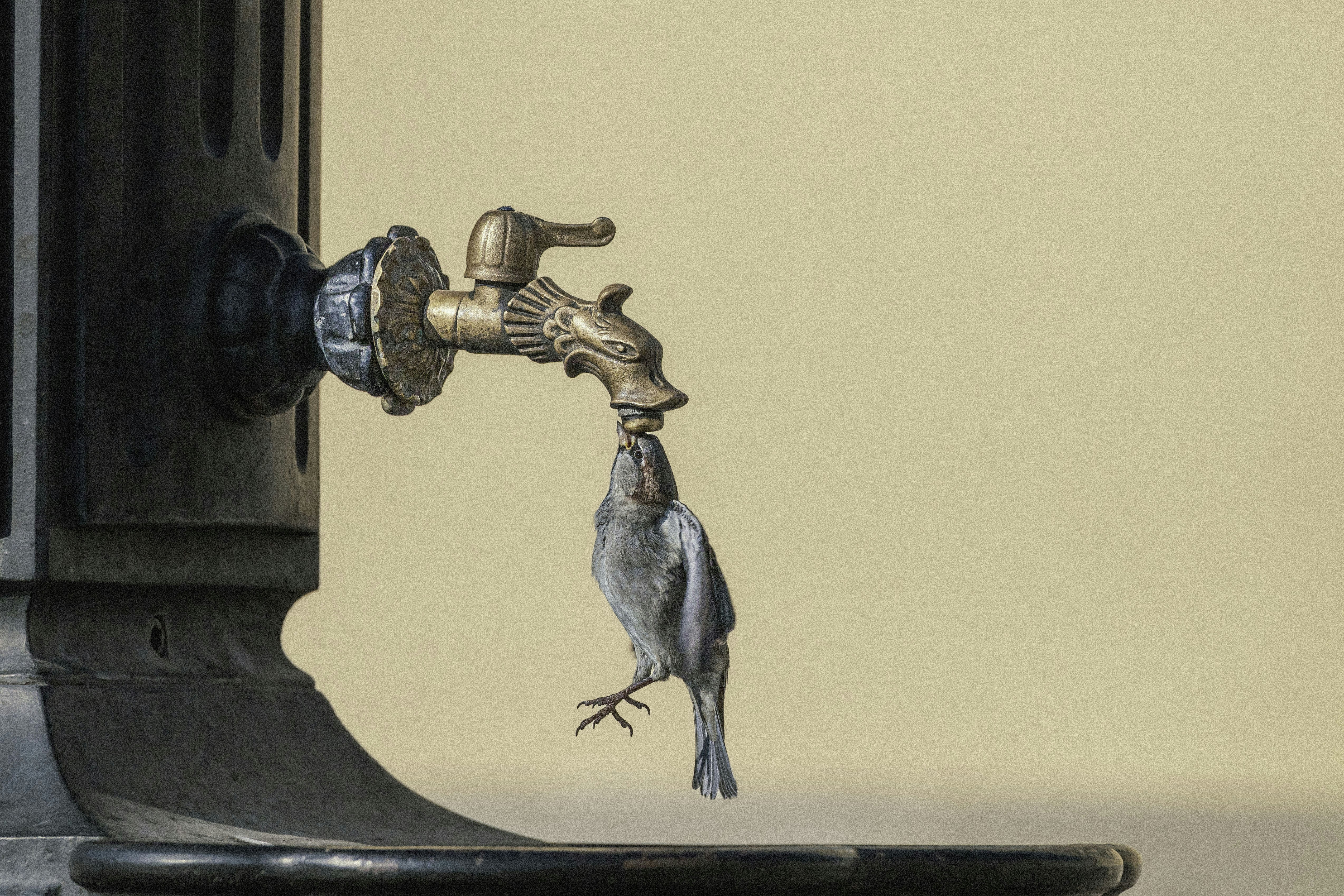 The Spout Visitor: A Tiny Blue Bird Balances on a Brass Faucet