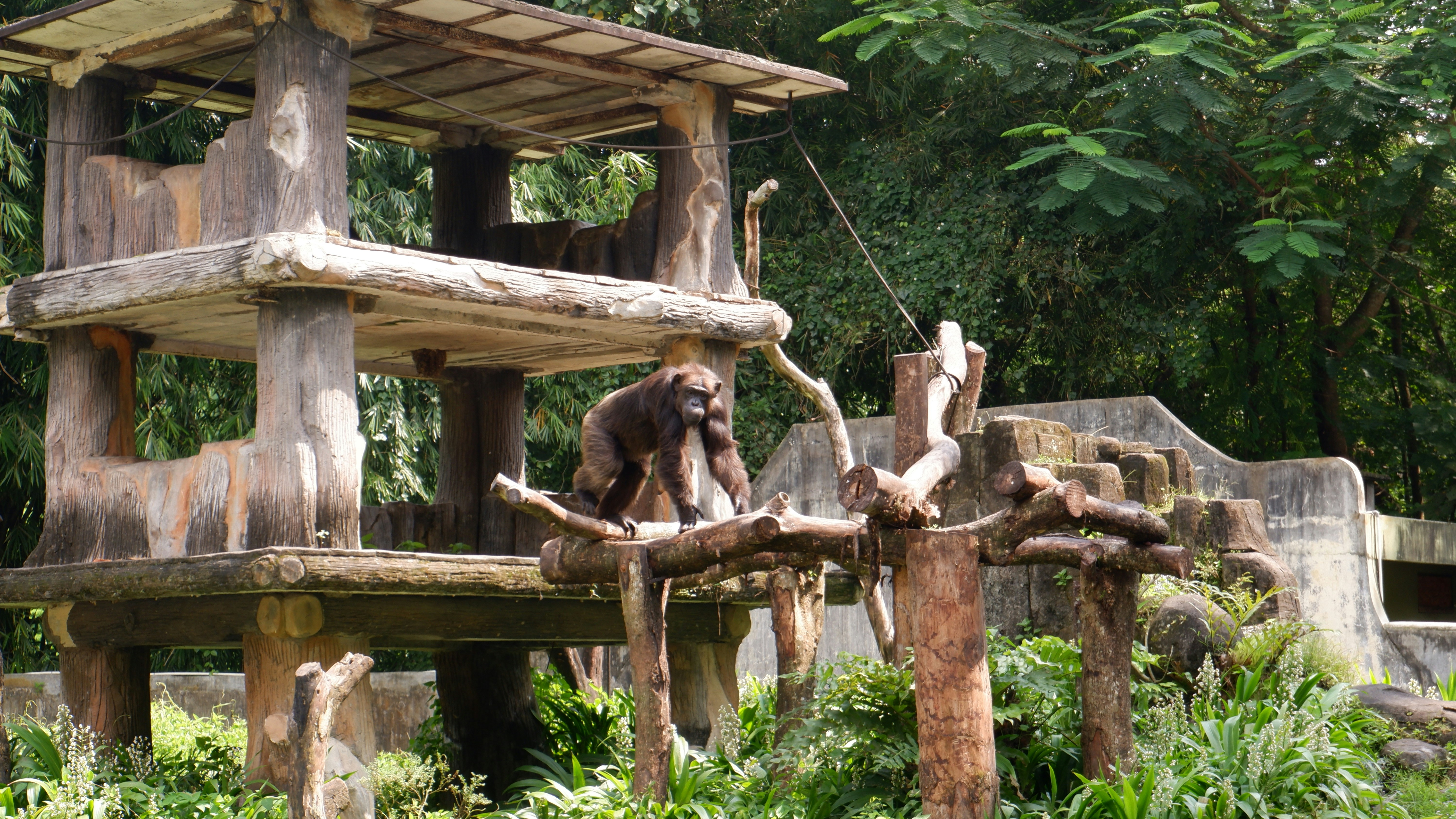 A monkey sitting on a tree branch in a zoo enclosure photo – Free ...