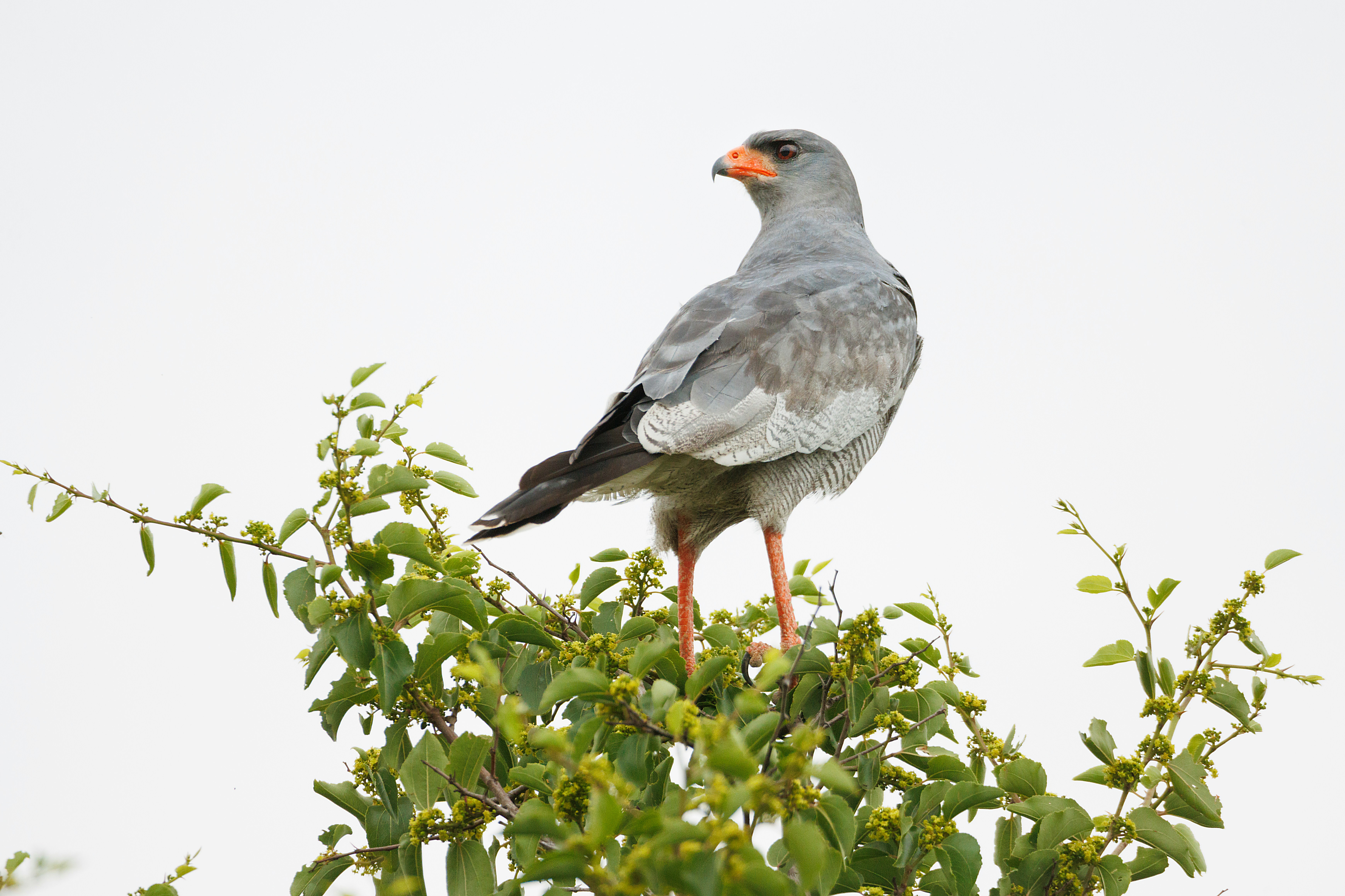 A bird sitting on top of a tree branch photo – Free Mokala national ...