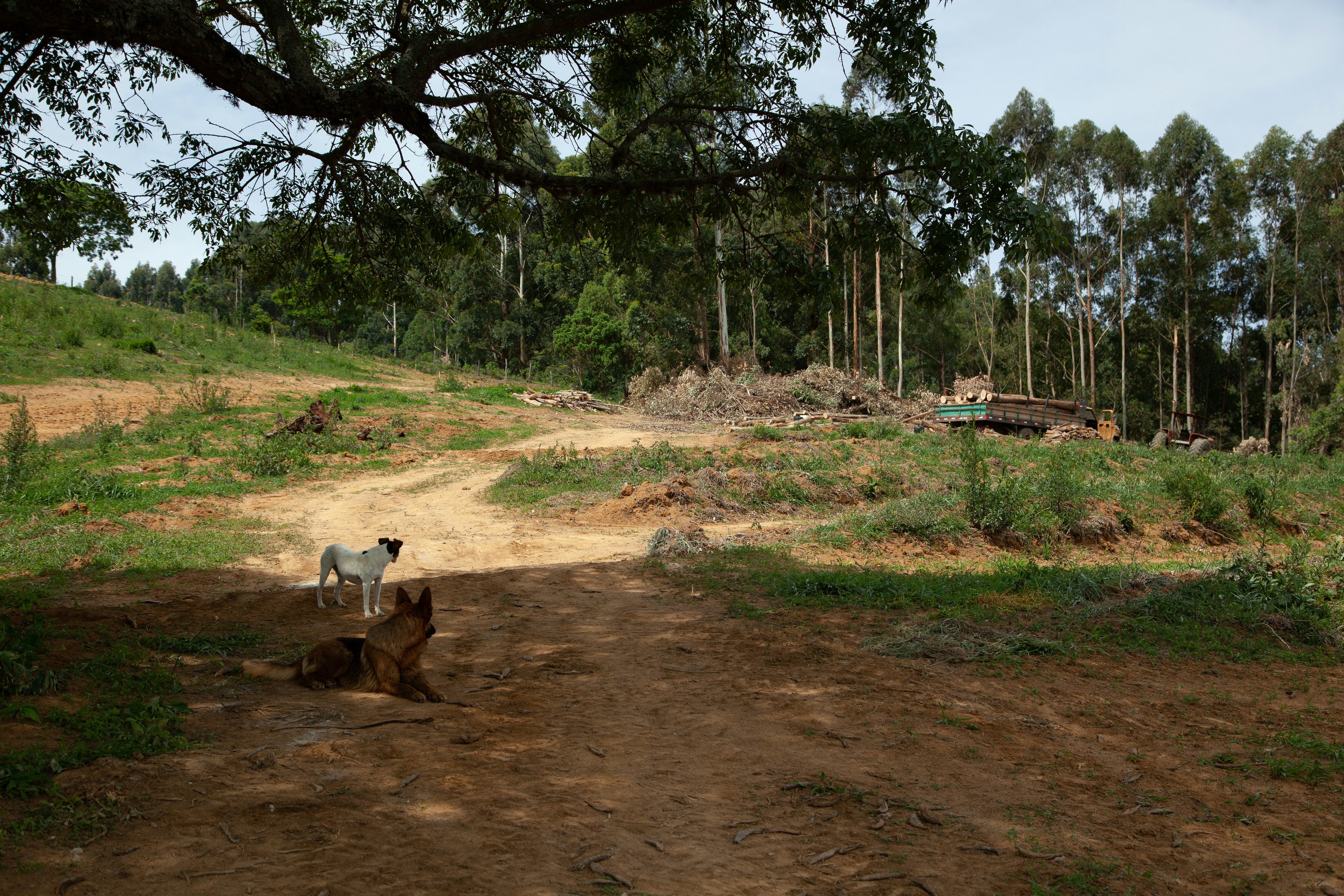 Two Dogs on a Sunlit Dirt Track Beneath a Quiet Woodland Edge