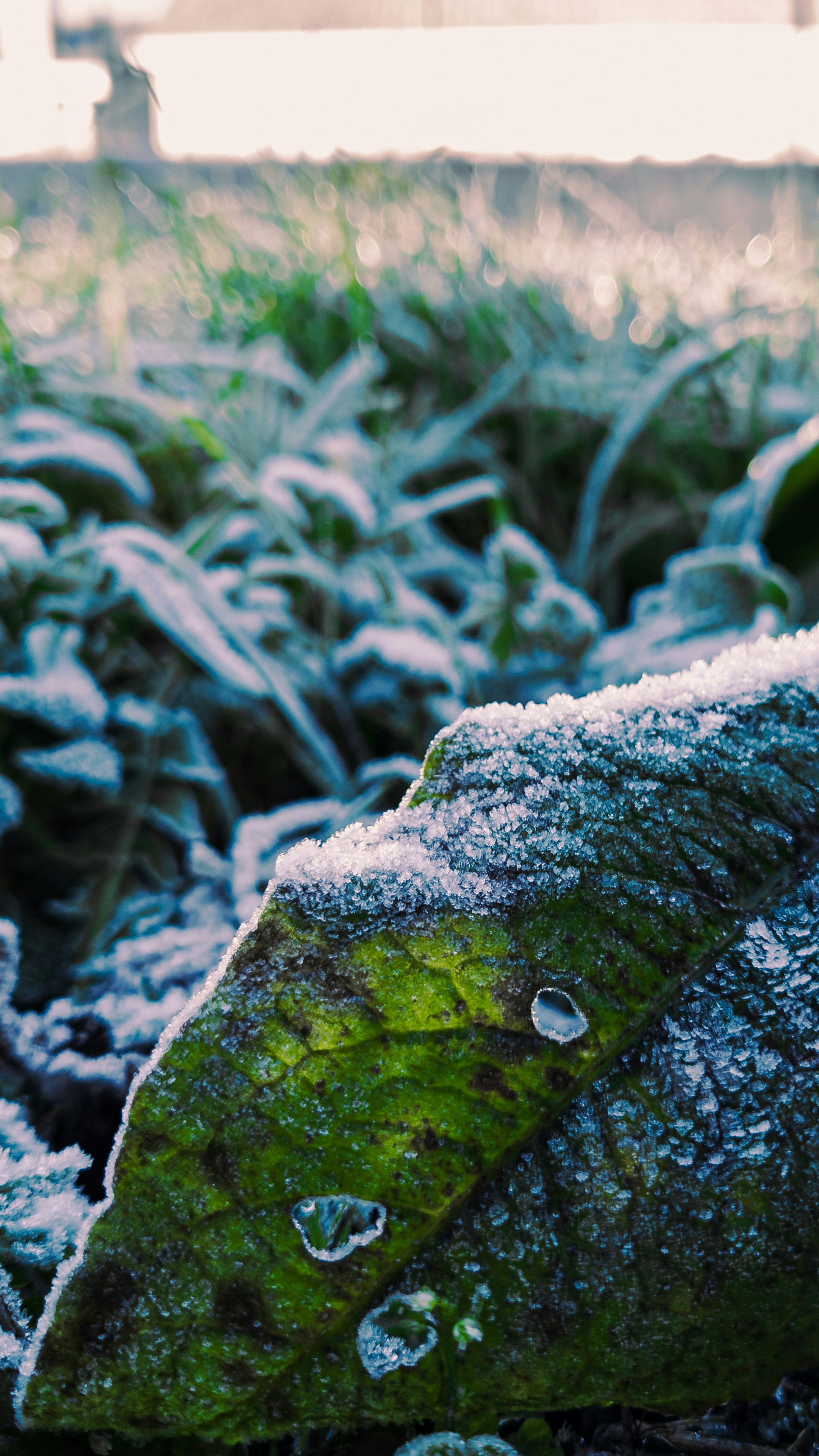 Frost-Trimmed Leaf: Morning Crystals on Green Texture