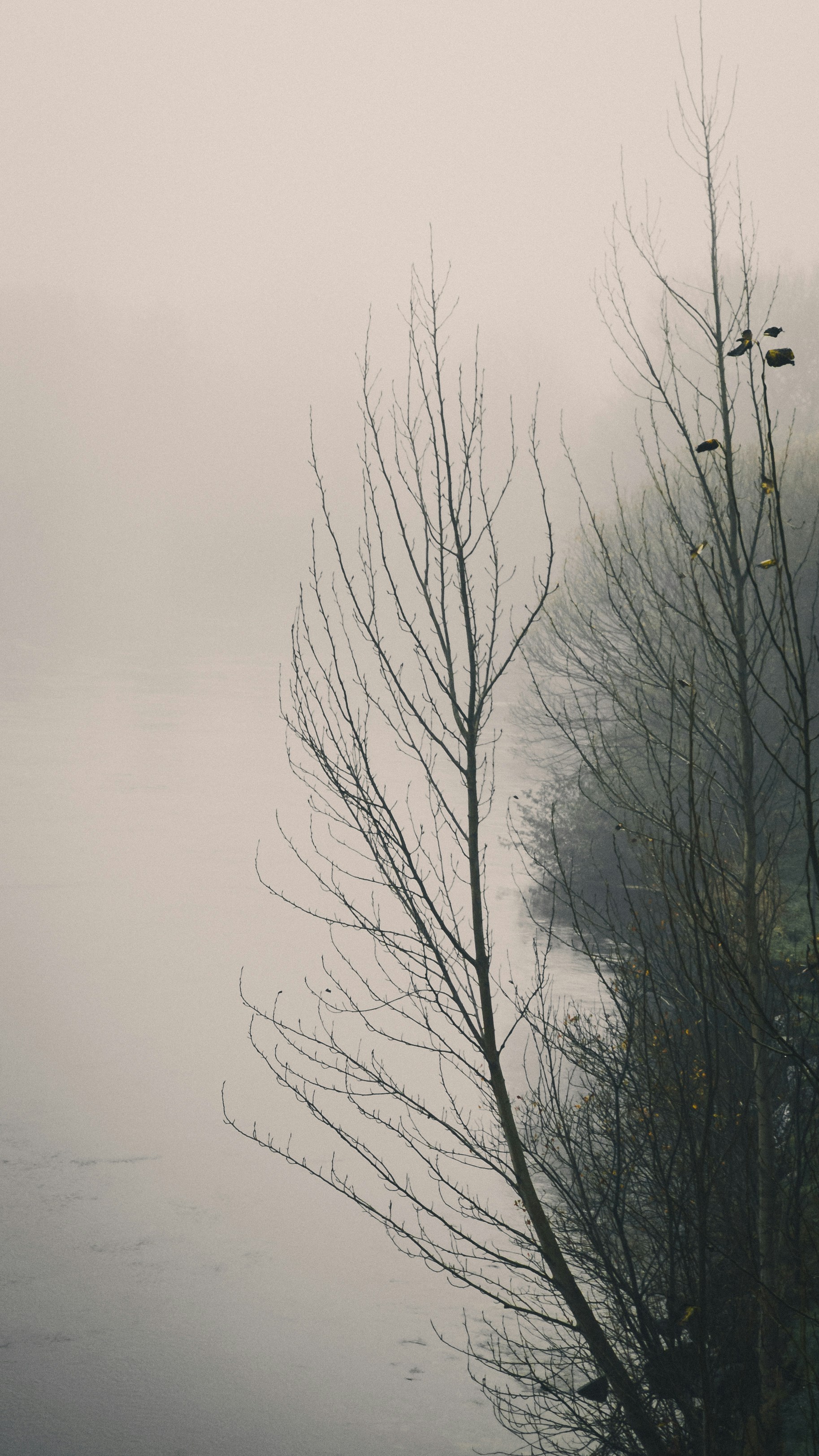 Bare branches silhouetted against a foggy river, creating a serene and atmospheric scene.