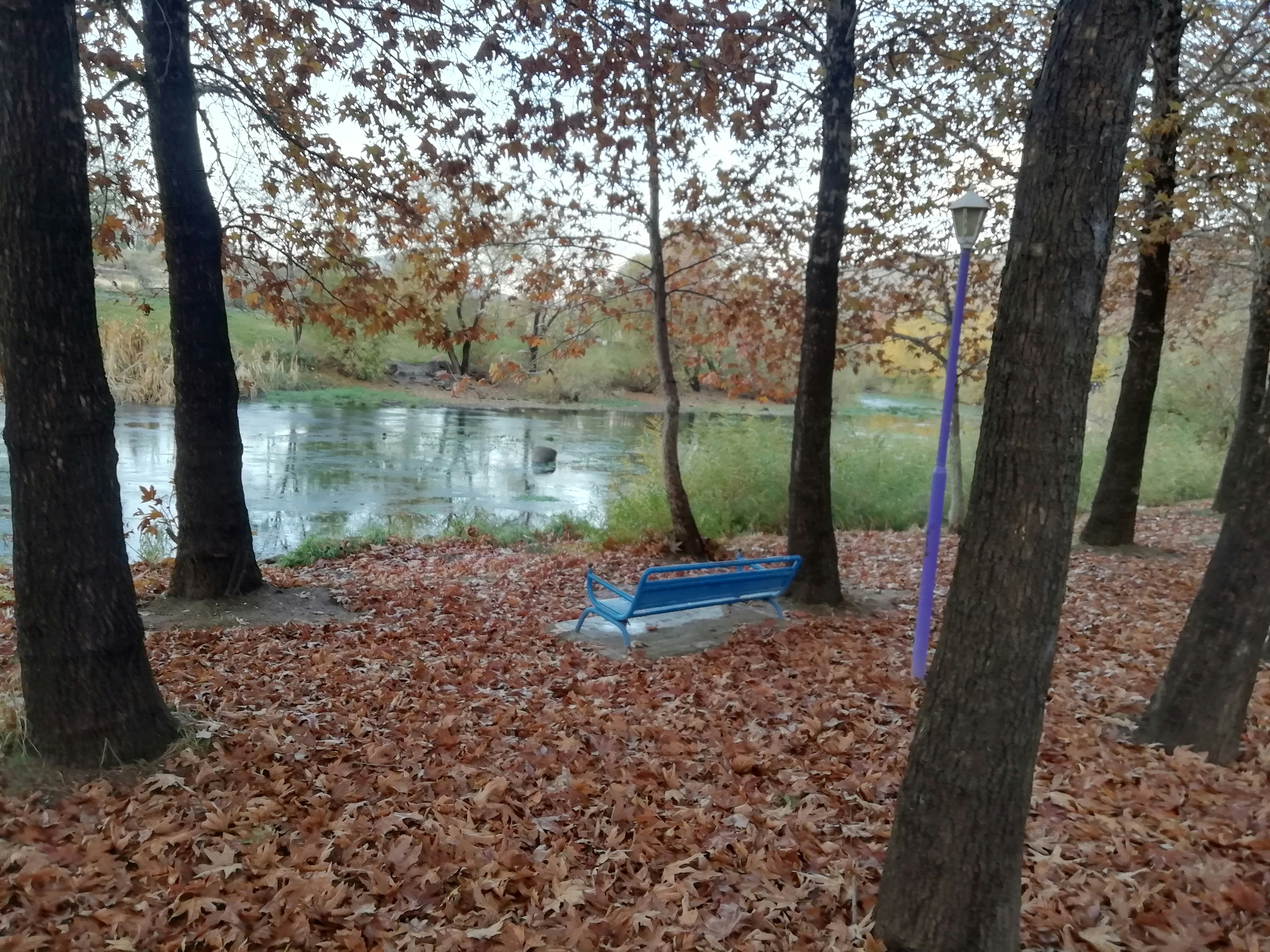 Autumn leaves blanket the ground by a tranquil lake framed by tall trees.