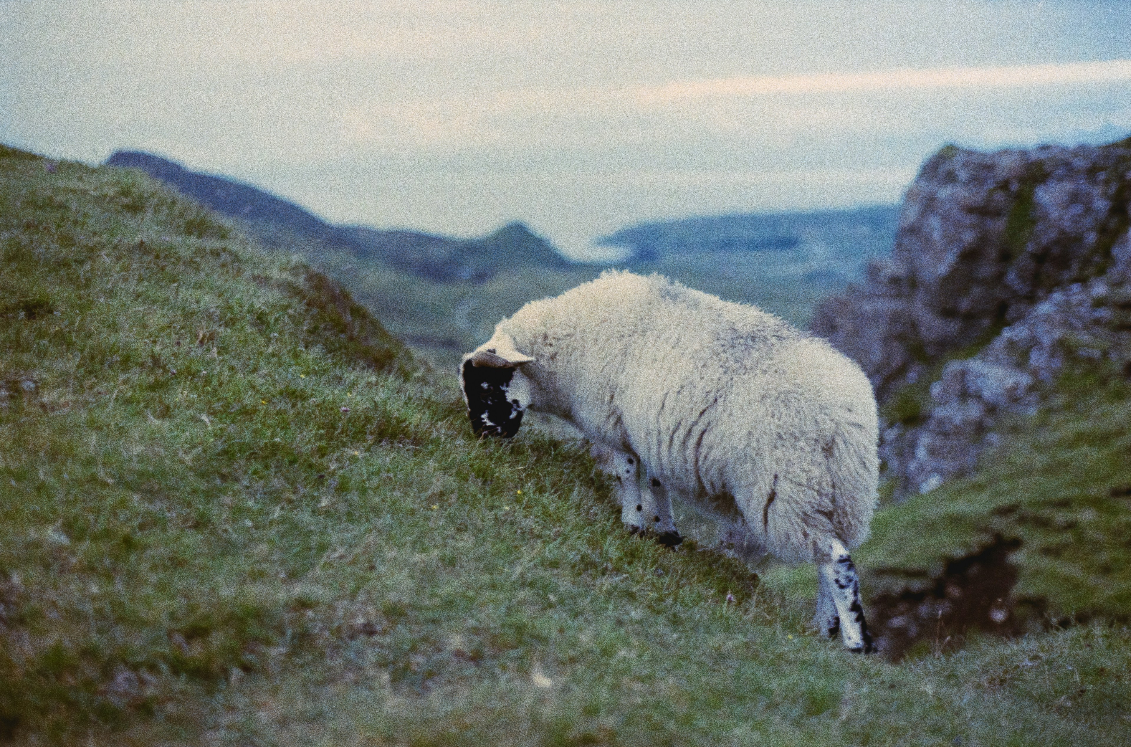 a sheep standing on top of a lush green hillside