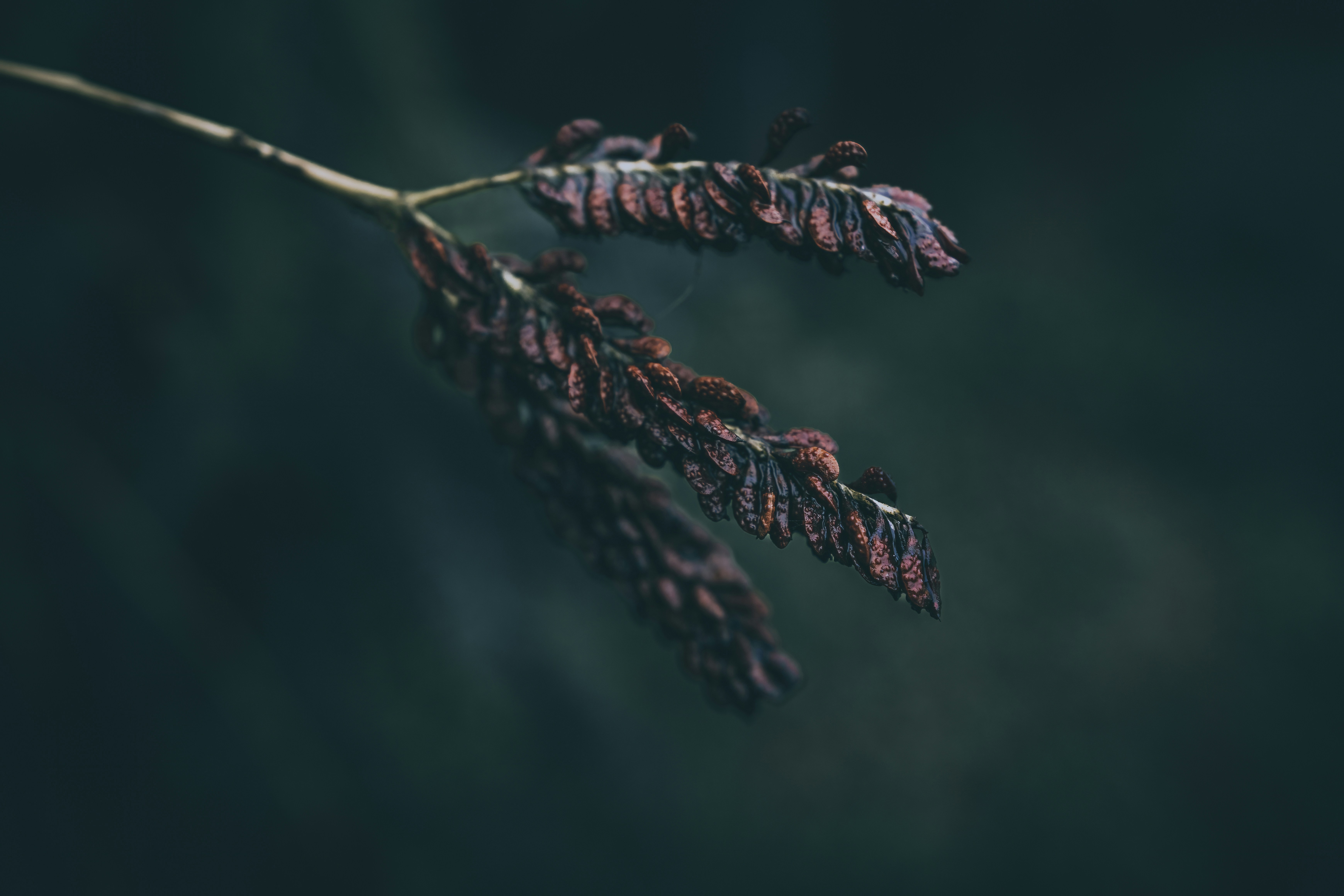 A close up of Indigo Bush seeds pods