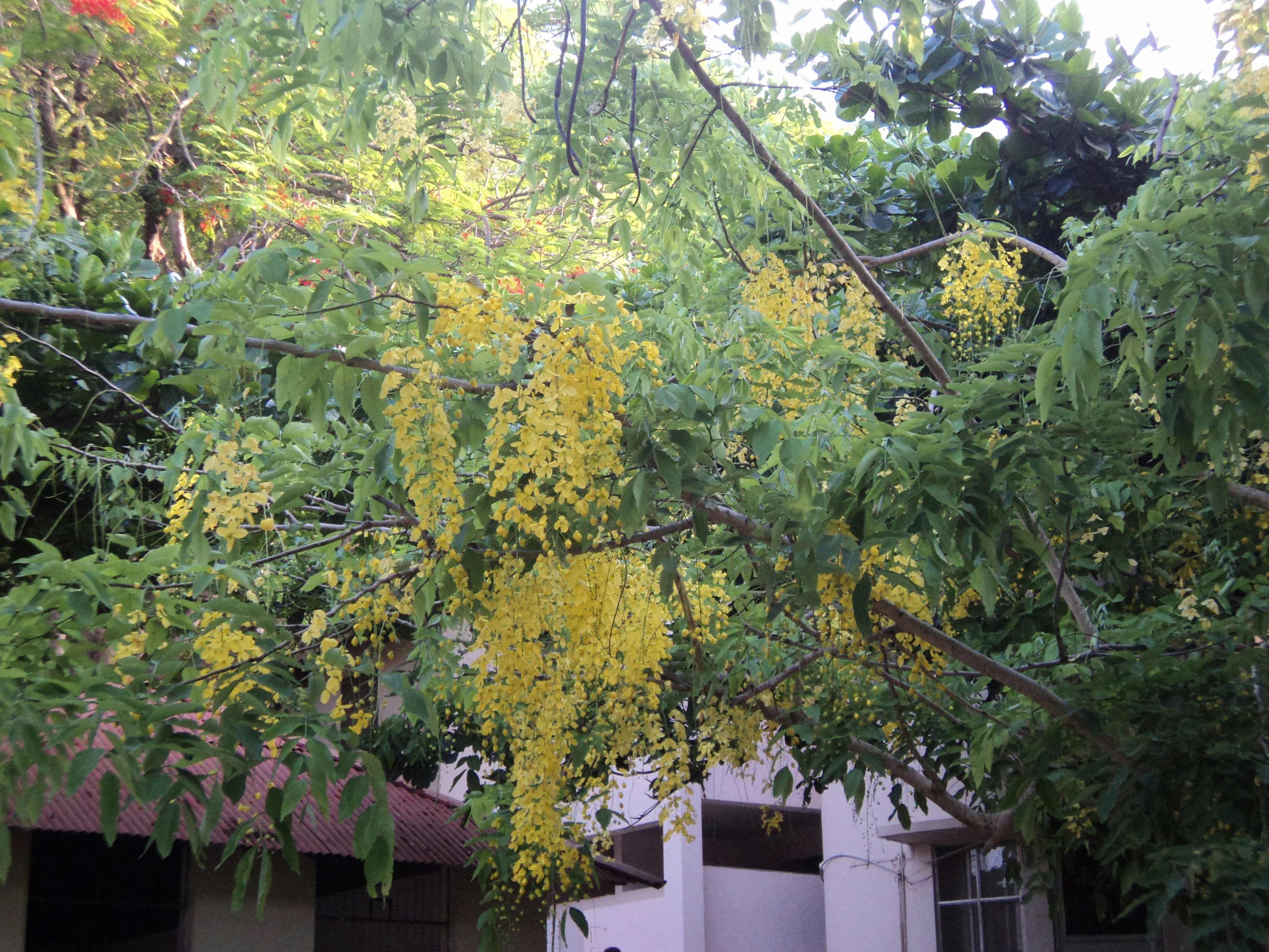 Golden Cascades: Yellow Blossoms Draped Over a Green Canopy
