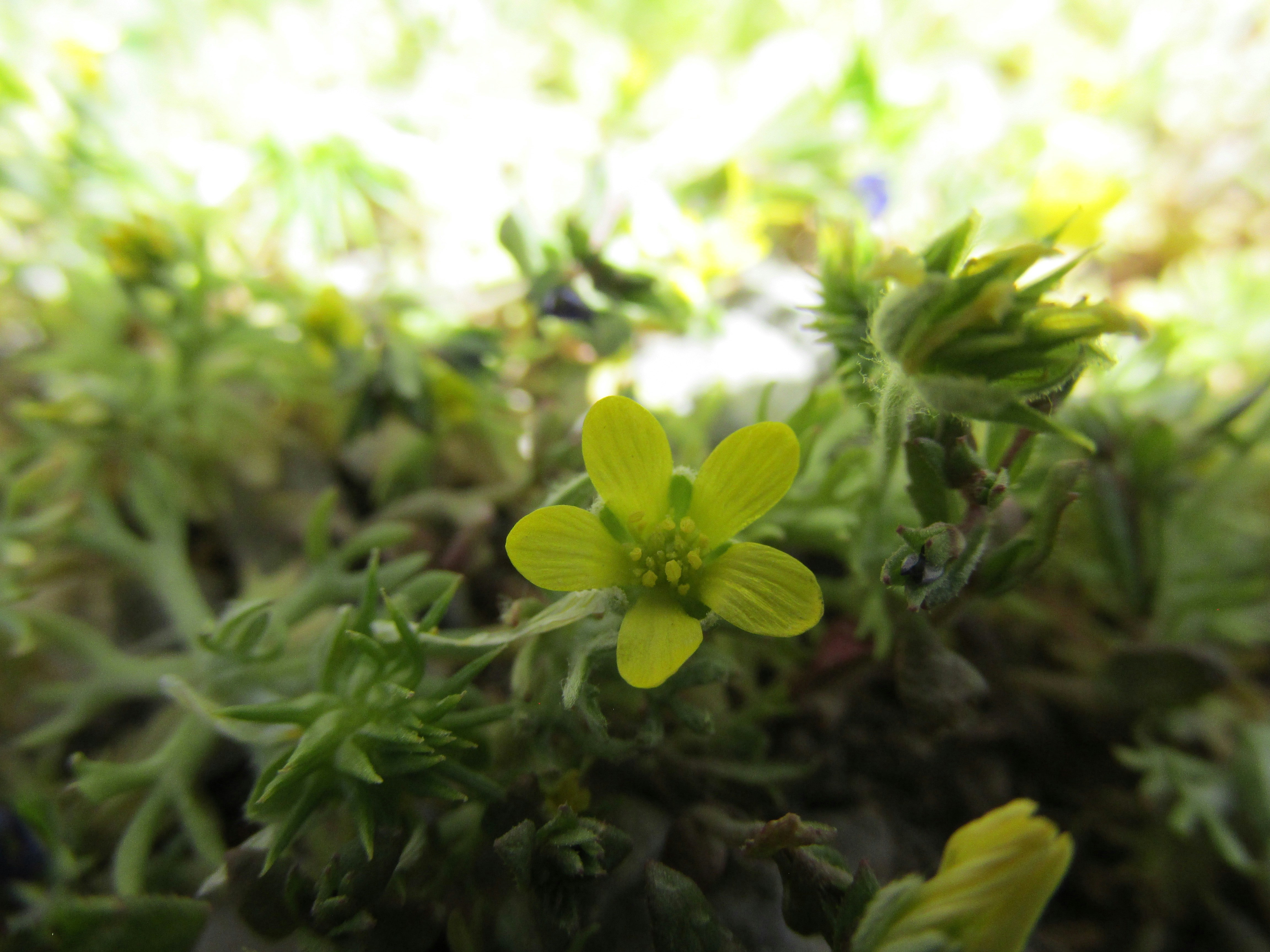 Sunlit Five-Petal Yellow Bloom Breaking Through Mossy Greens