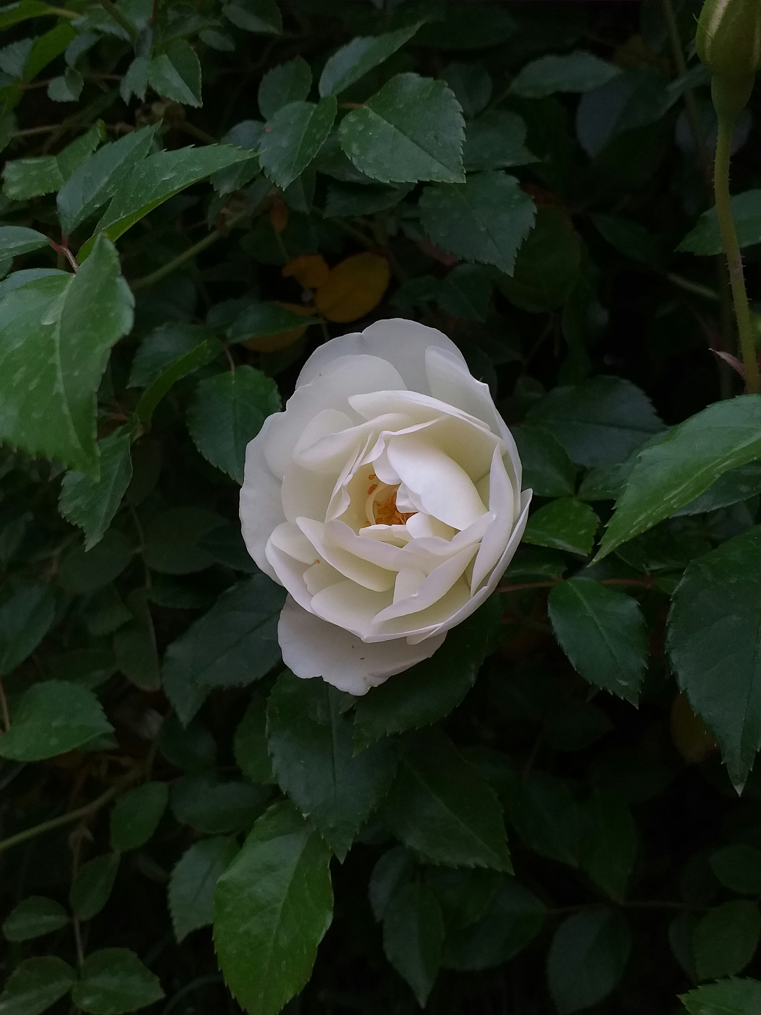 Photo by SEYEDTS with Samsung Galaxy J6 Plus