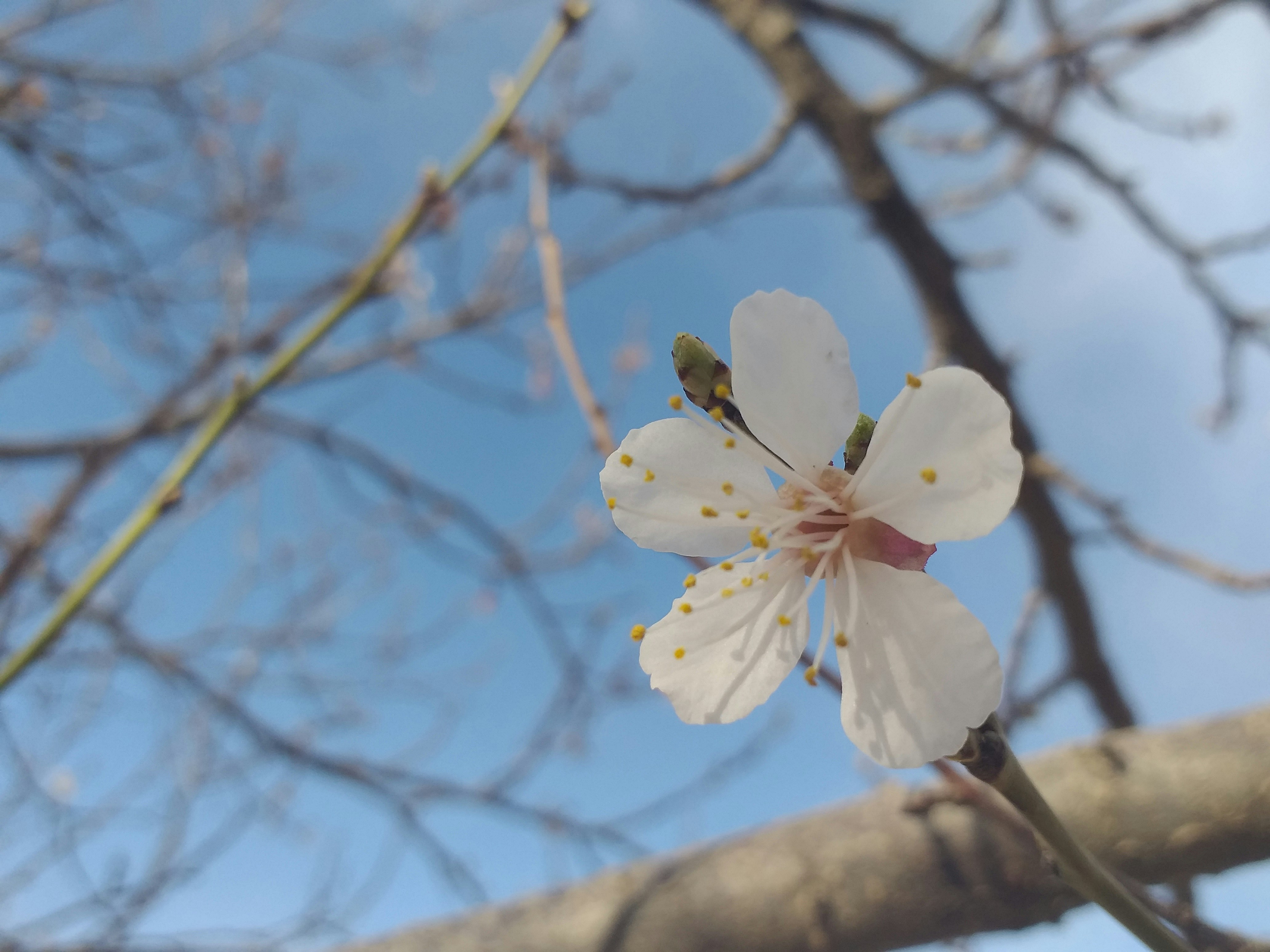 Spring Pictures | Download Free Images & Stock Photos on Unsplash