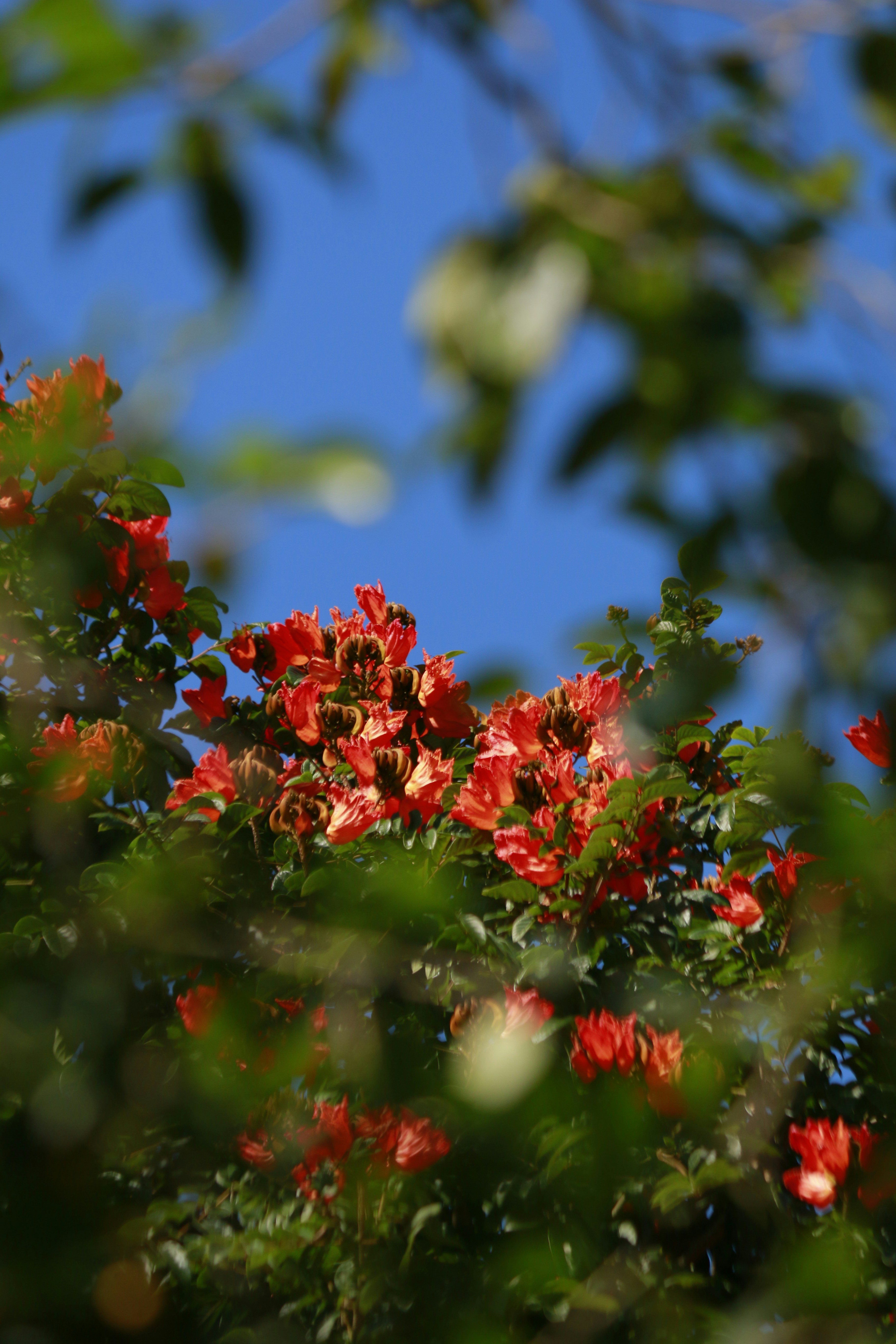 Un bouquet de fleurs rouges qui sont sur un arbre photo – Image ...