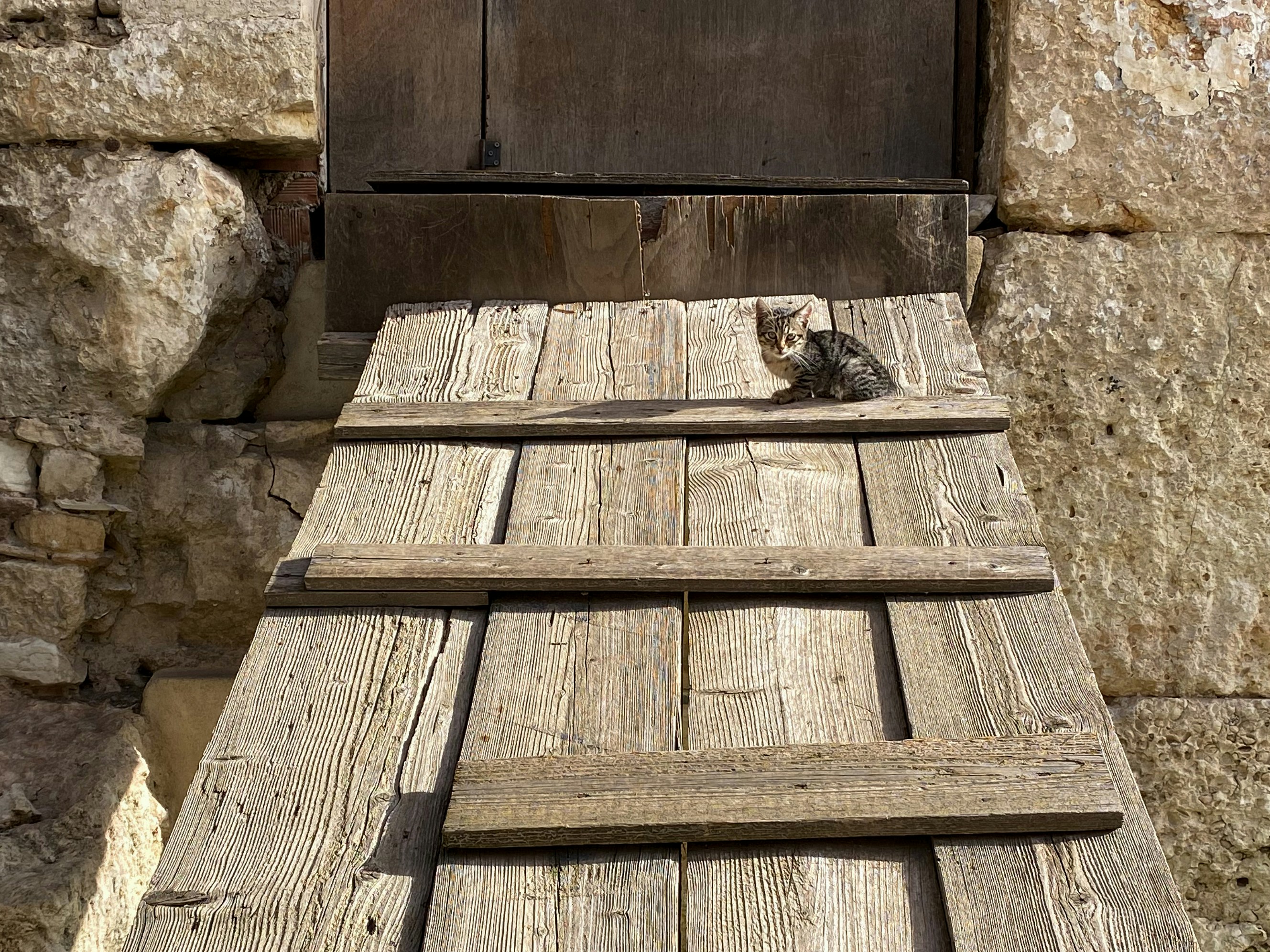 Grey kitten on a wooden ramp