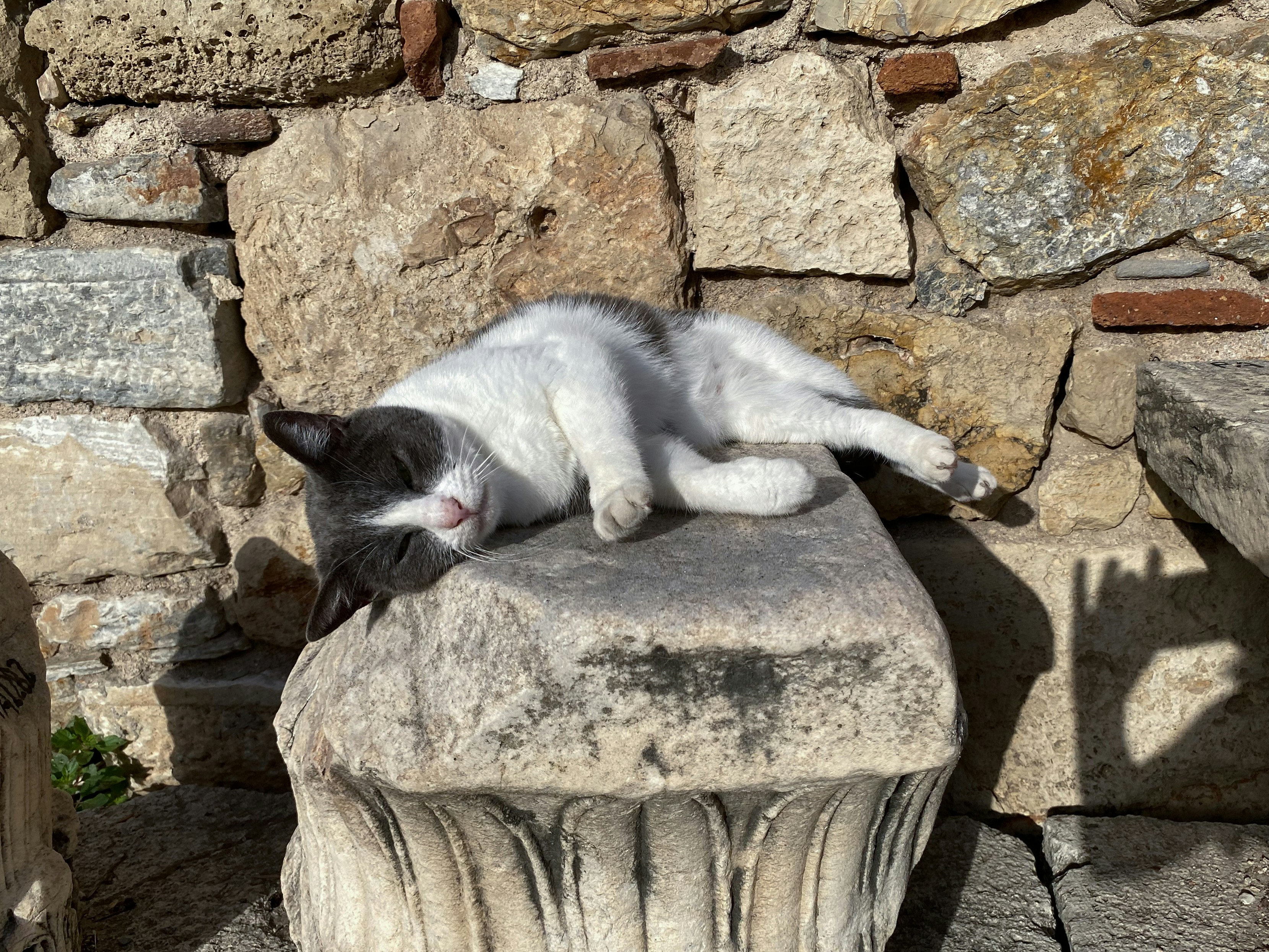 Un chat noir et blanc couché sur un rocher photo – Photo Athènes ...