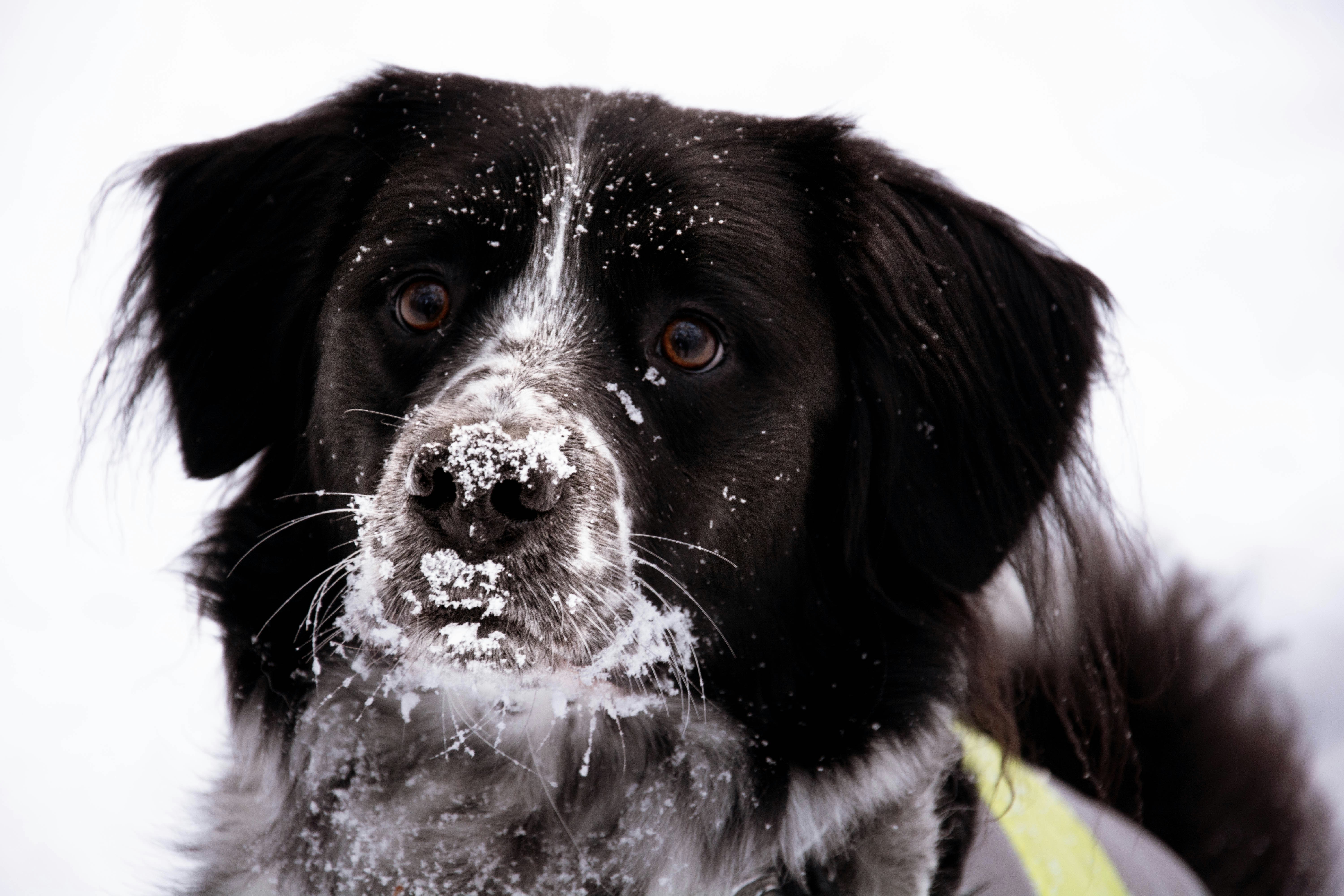 Snow-Dusted Gaze: Border Collie in Winter Light