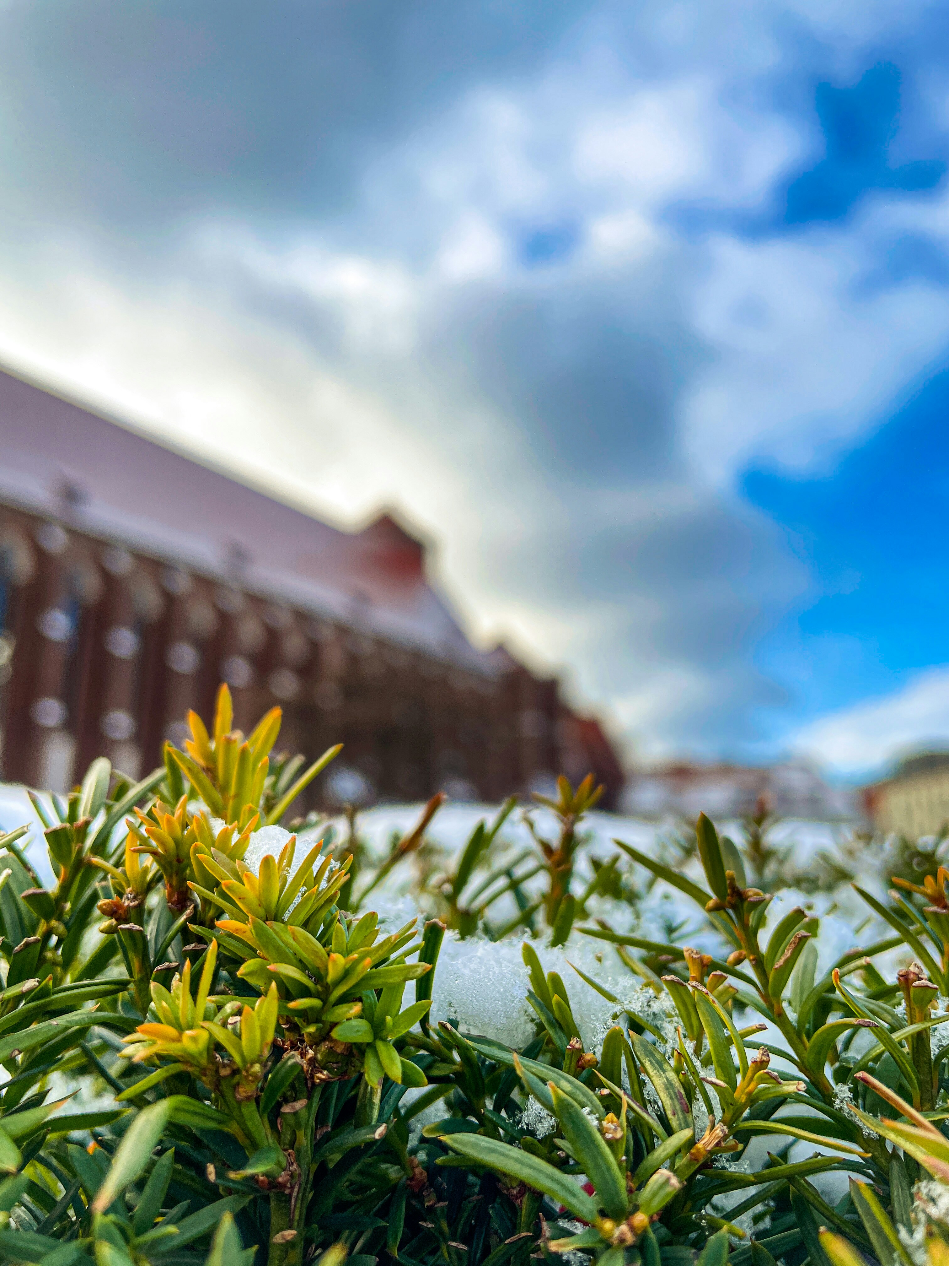 Emerald Foliage in Snow: Close-Up Greens with a Velvet Sky and Blurred Brick Backdrop