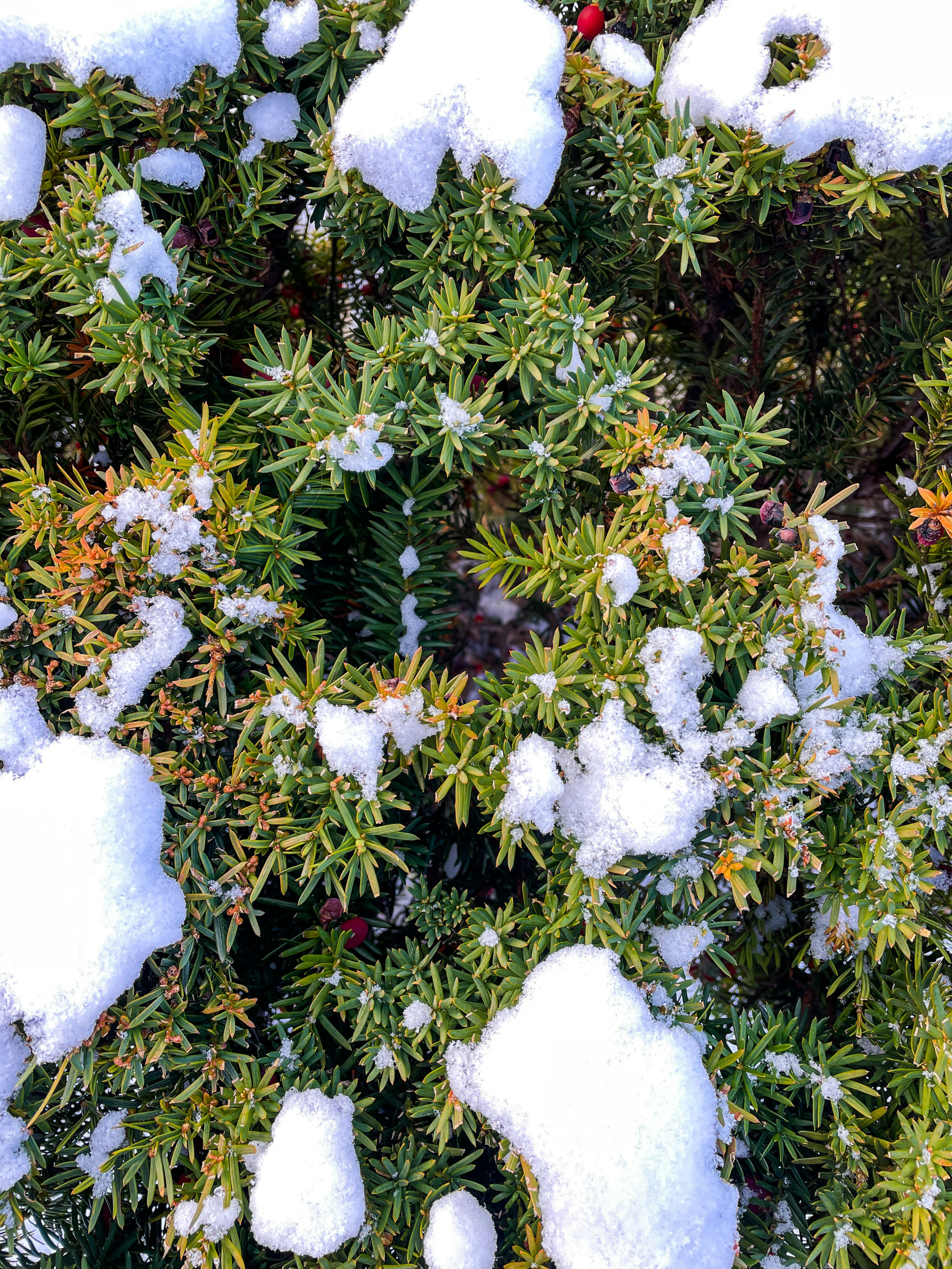 a bush covered in snow with lots of snow on top of it