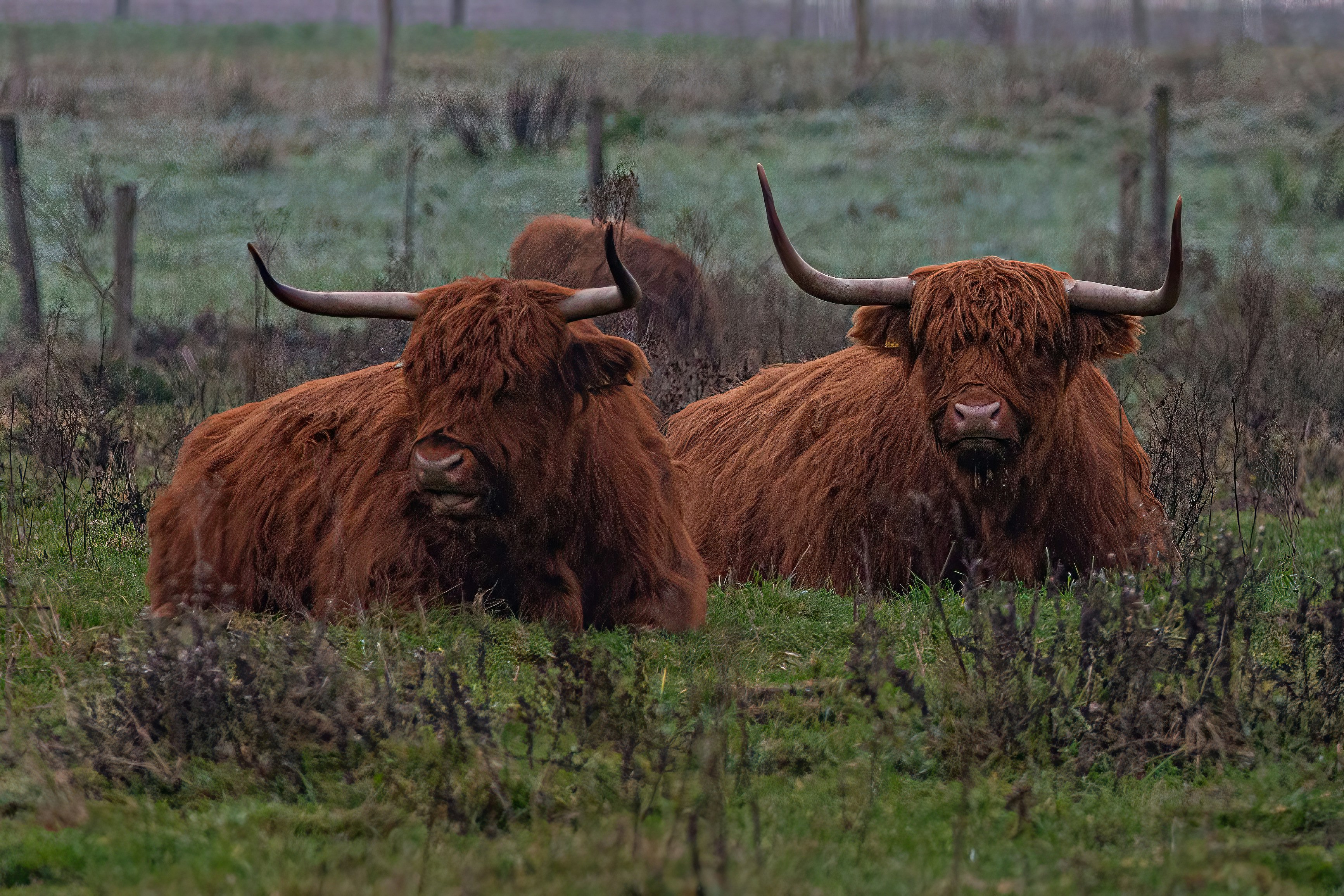 A couple of long horn bulls laying down in a field photo – Free Gangelt ...
