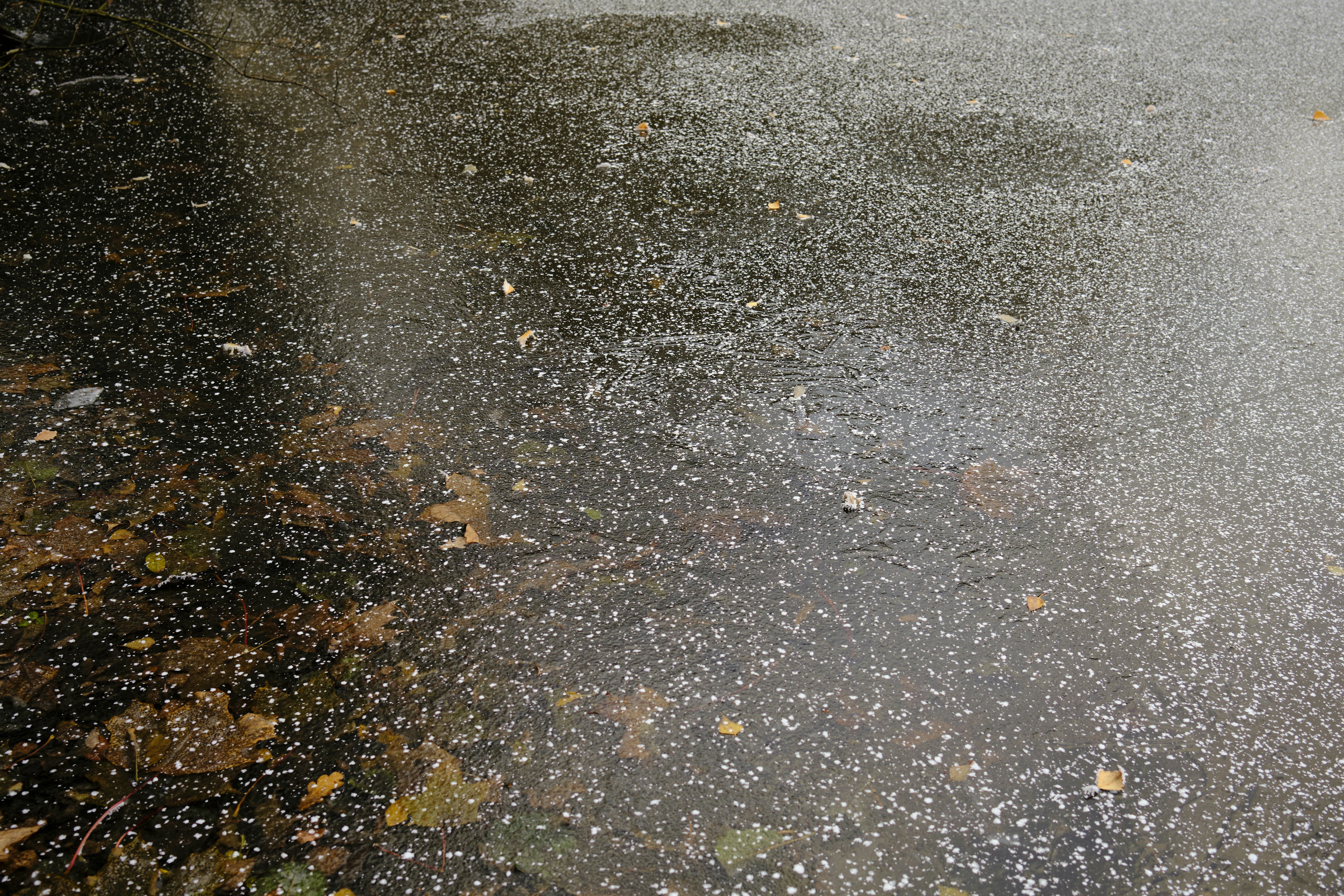 Whispers of Autumn Rain