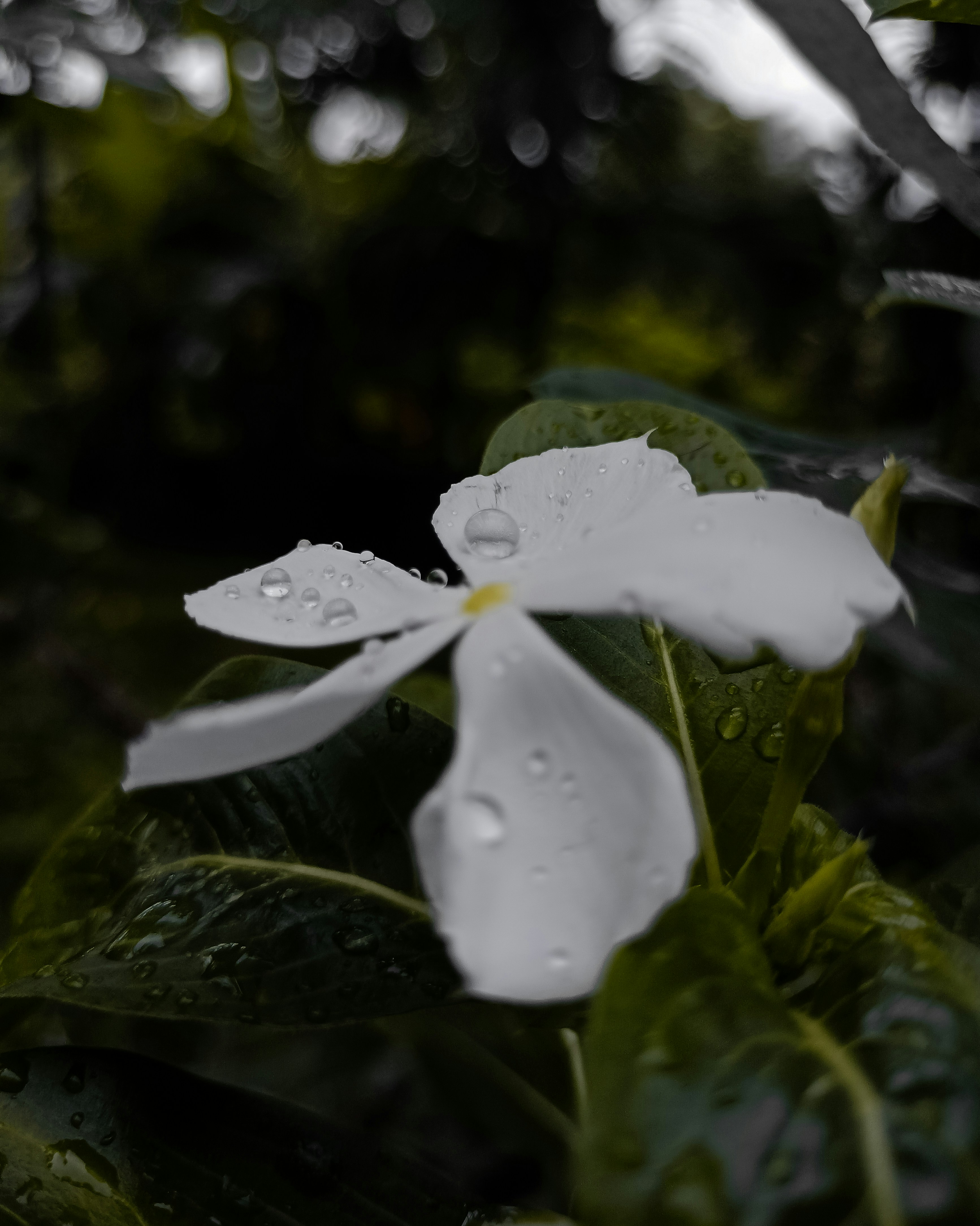 Delicate white flower adorned with raindrops, surrounded by lush green leaves, creating a serene atmosphere.