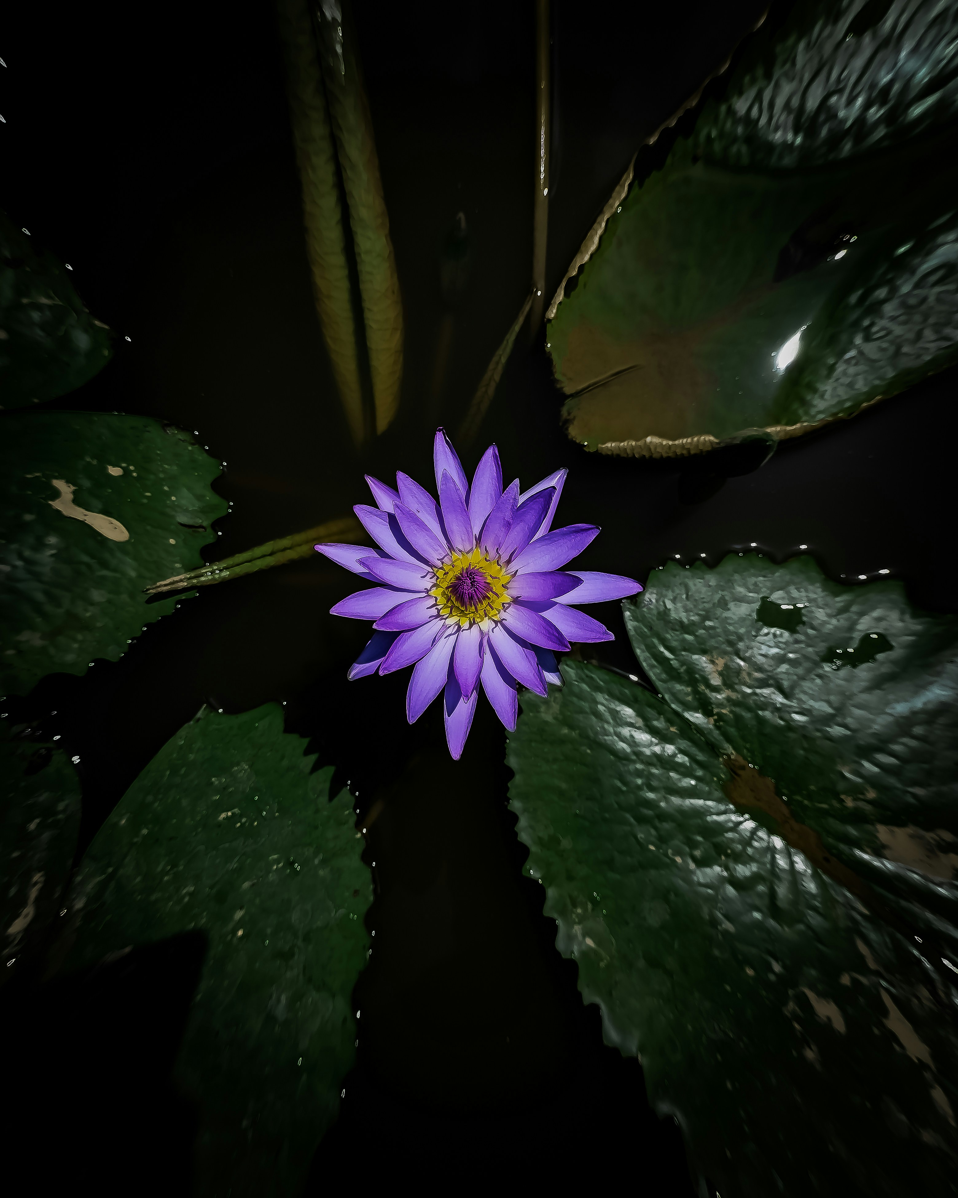 A purple flower sitting on top of a green leaf photo – Free Purple ...