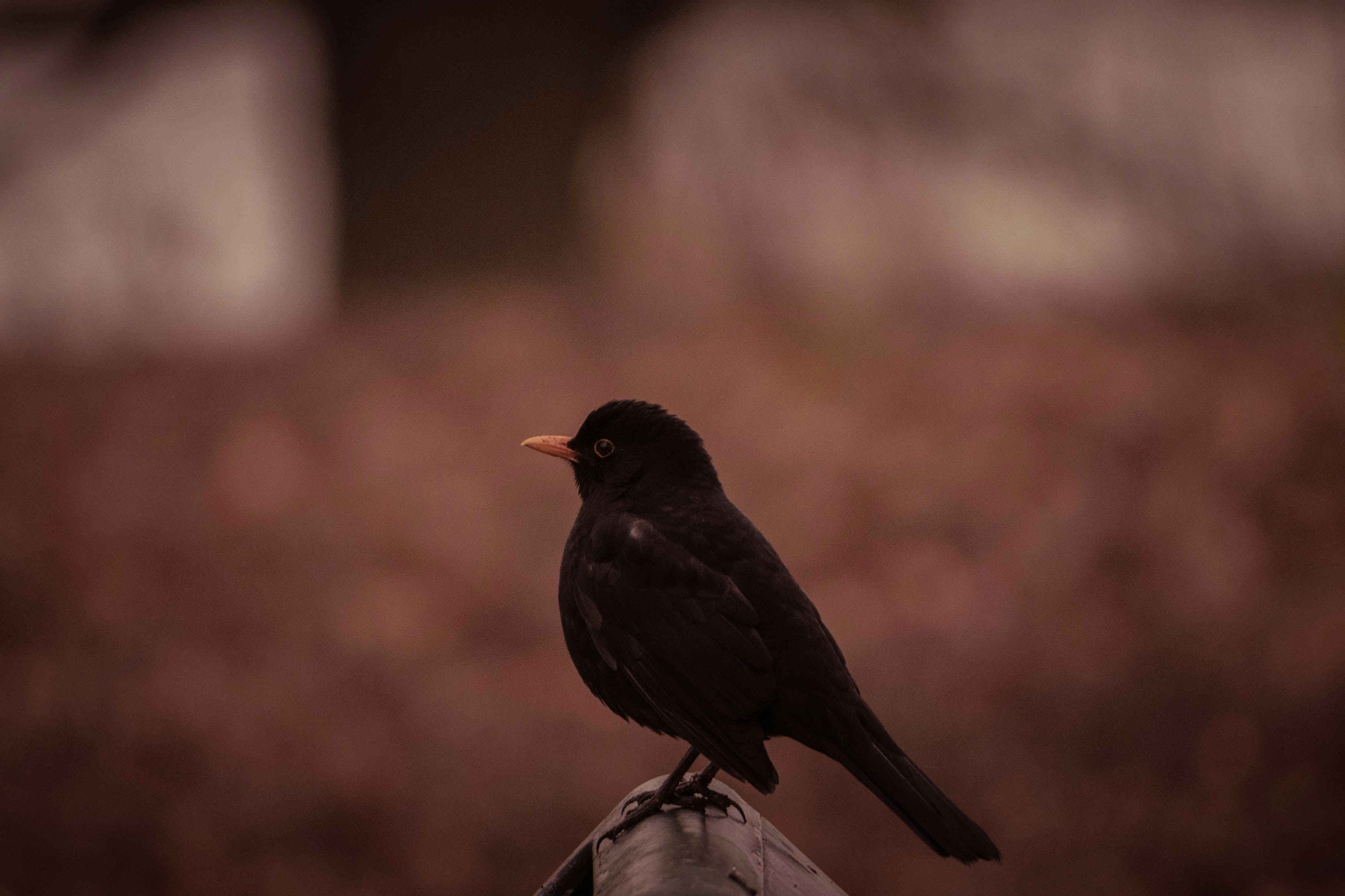 Photo by Pourya Gohari with Sony Alpha 6400