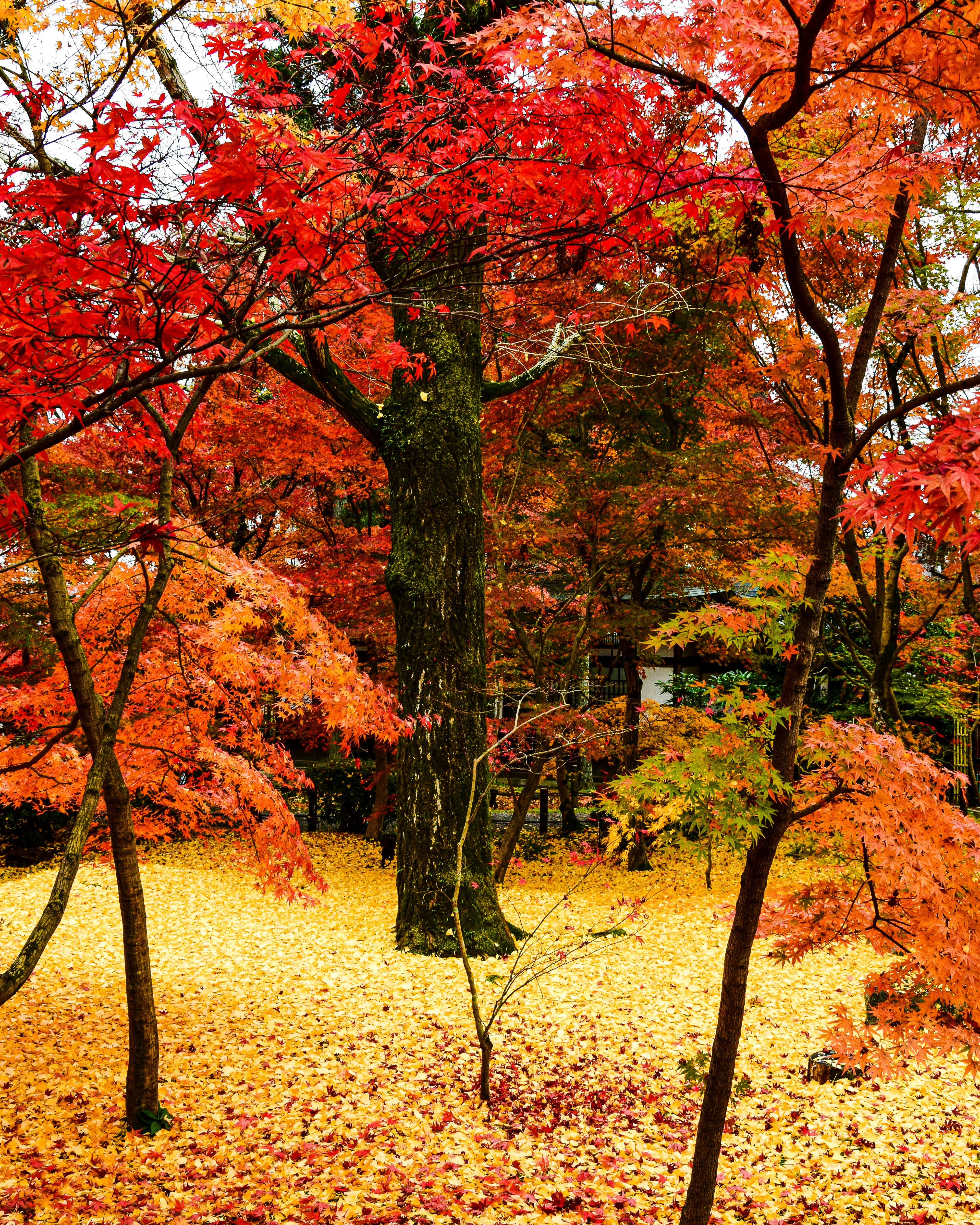 A couple of trees that are in the grass photo – Free Kyoto Image on ...