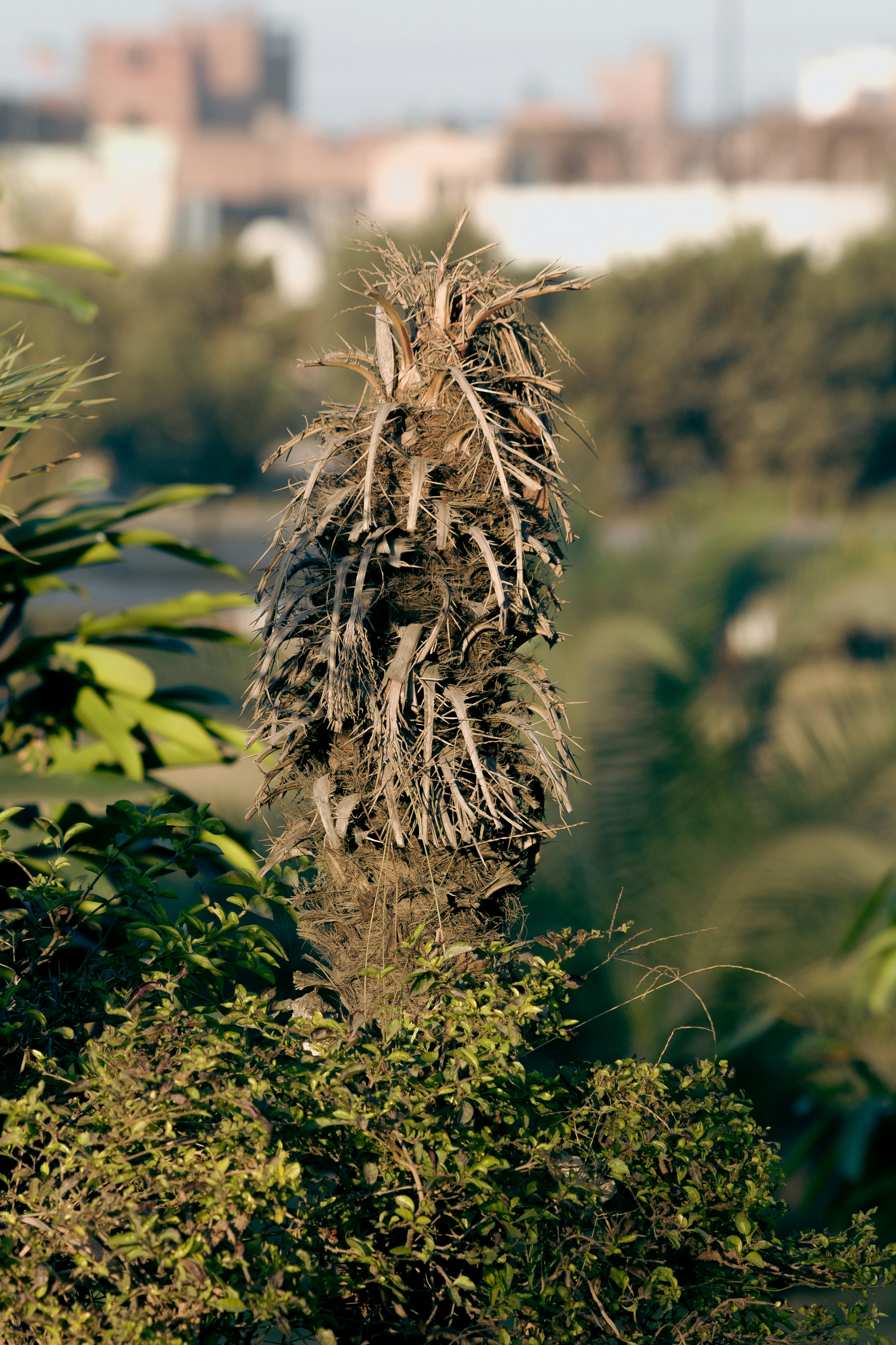 Une plante avec de très longues racines au milieu d’un champ photo ...