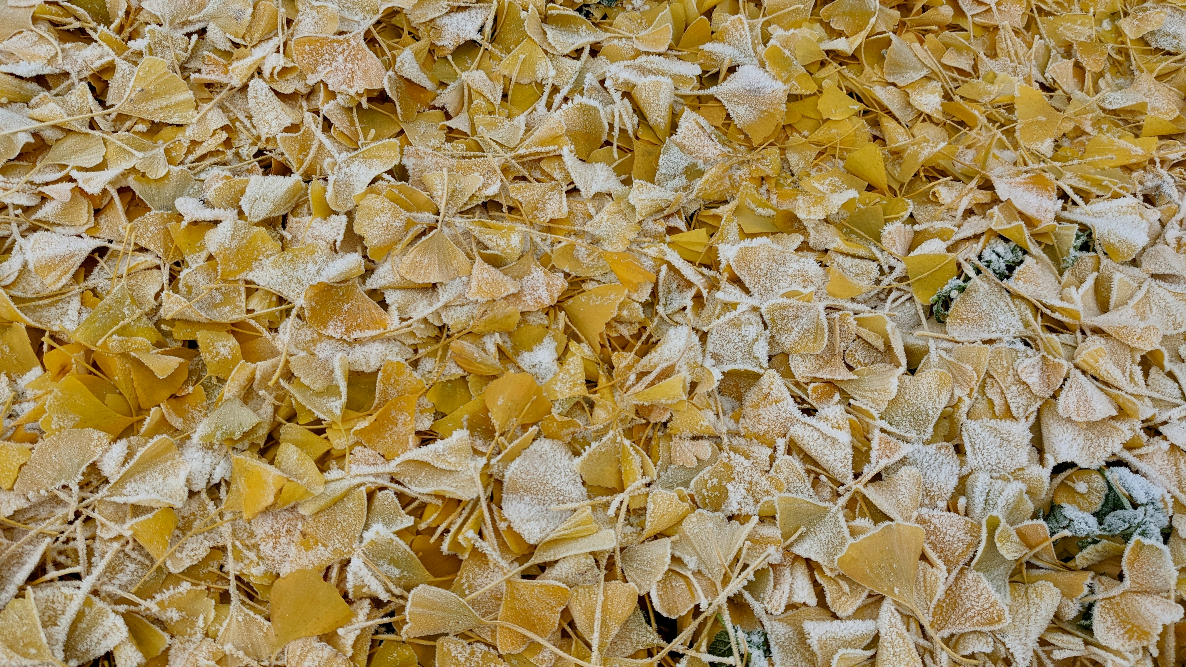 Frosted Ginkgo Mosaic: Morning Light on a Yellow Carpet