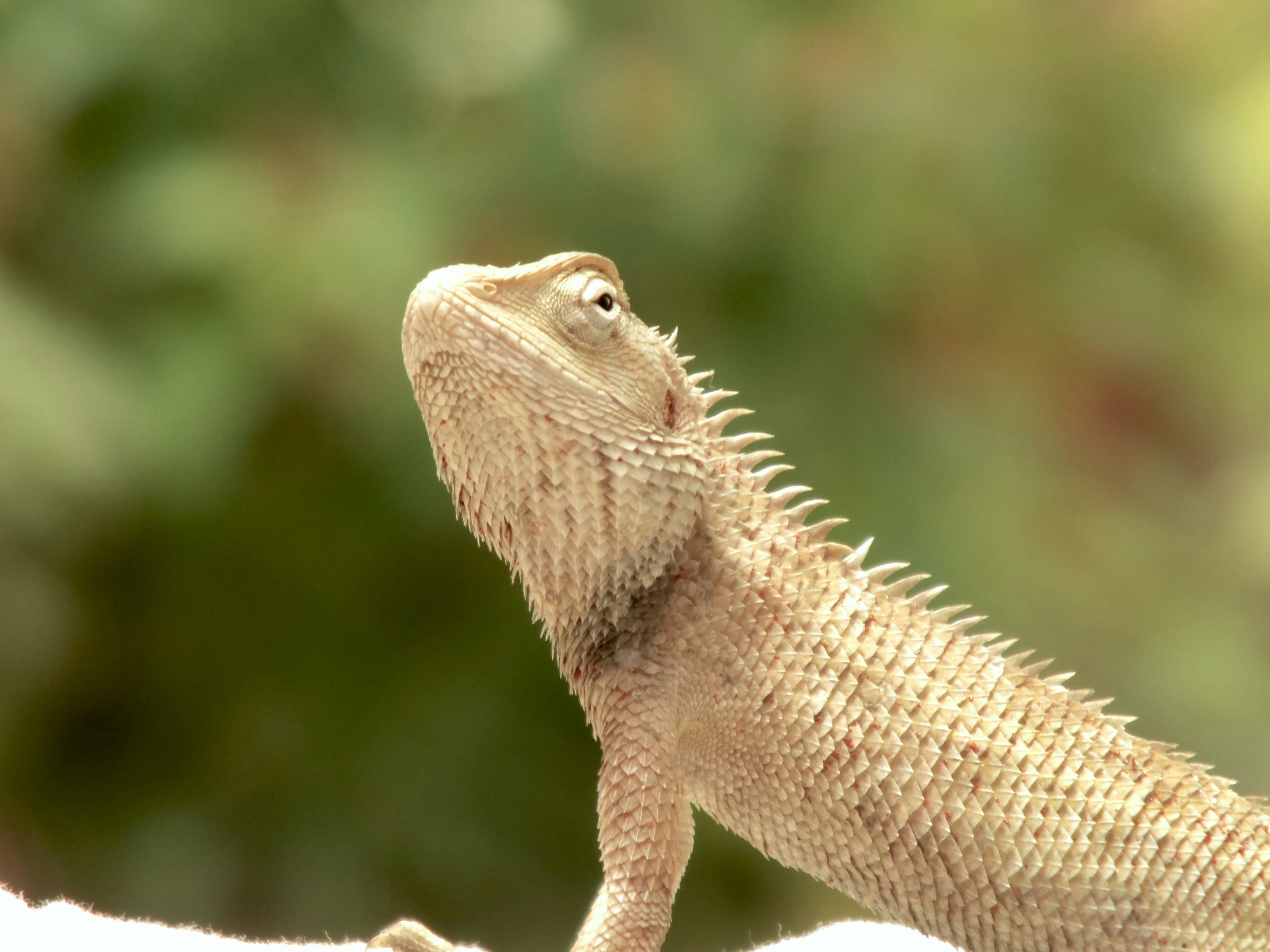 Bearded dragon gazing confidently with a blurred natural backdrop, showcasing its textured skin and distinctive features.