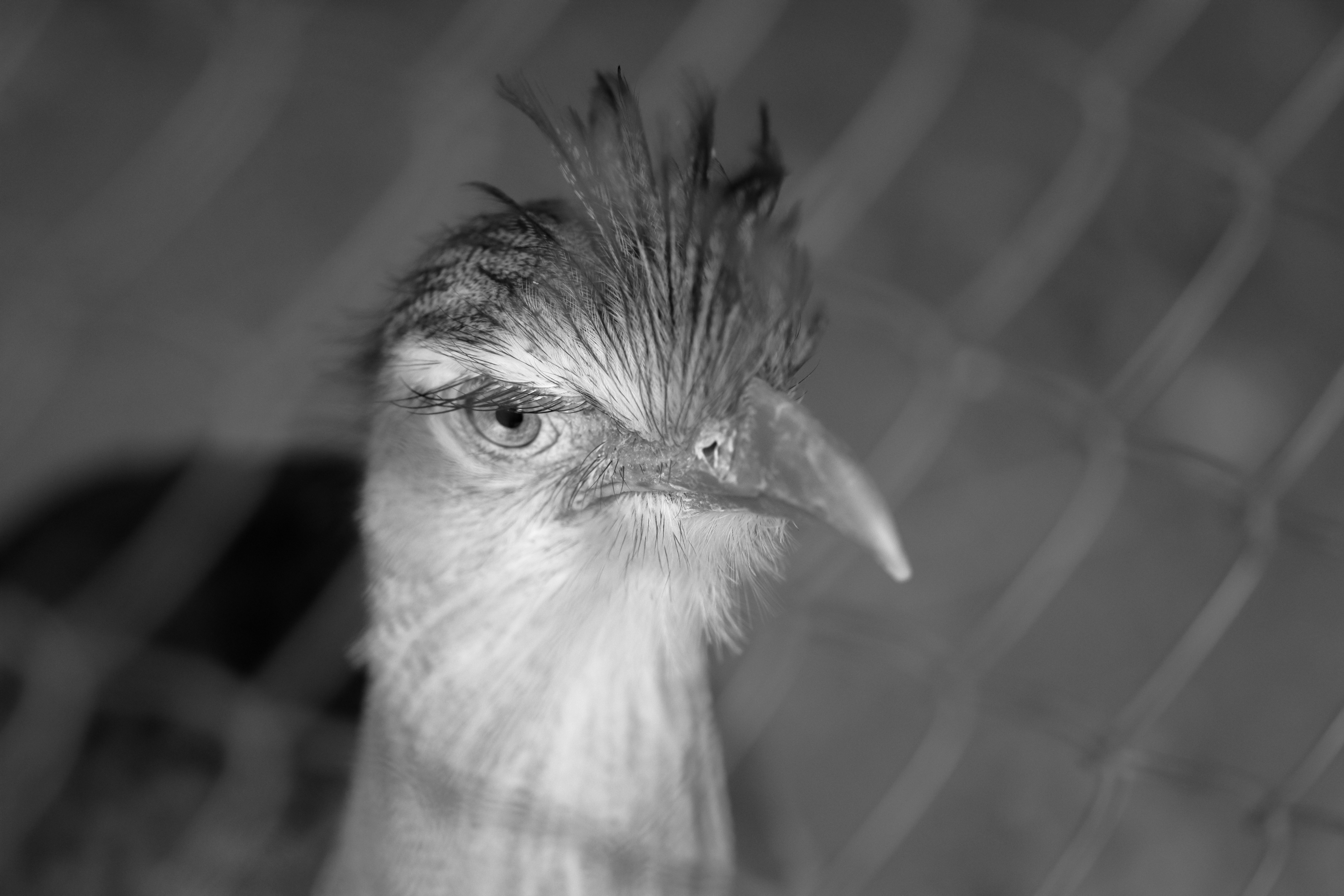Caged Gaze: Close-Up of an Emu in Focused Portrait