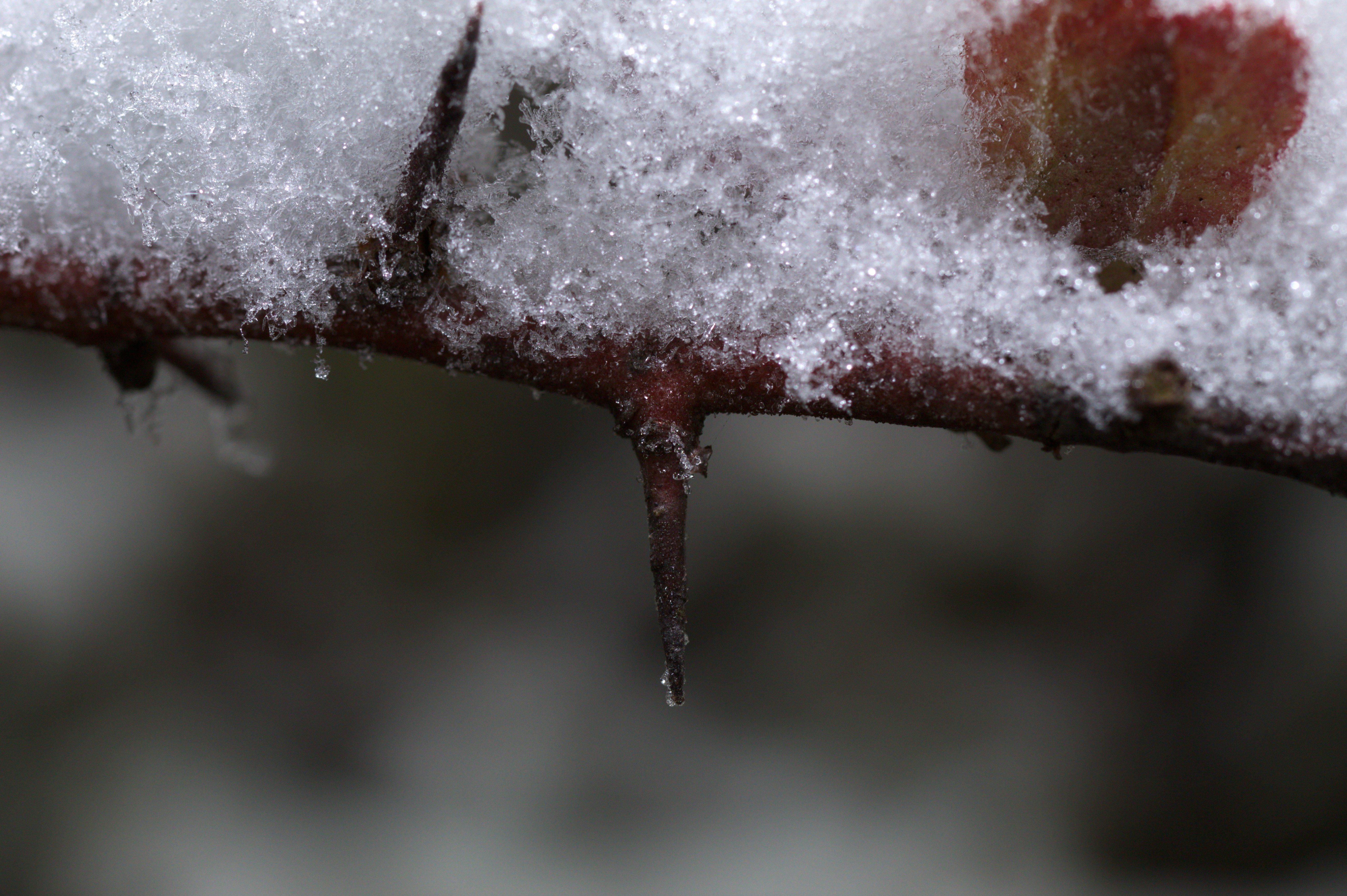 Winter's Needle: a frost-dusted thorn on a snowy branch