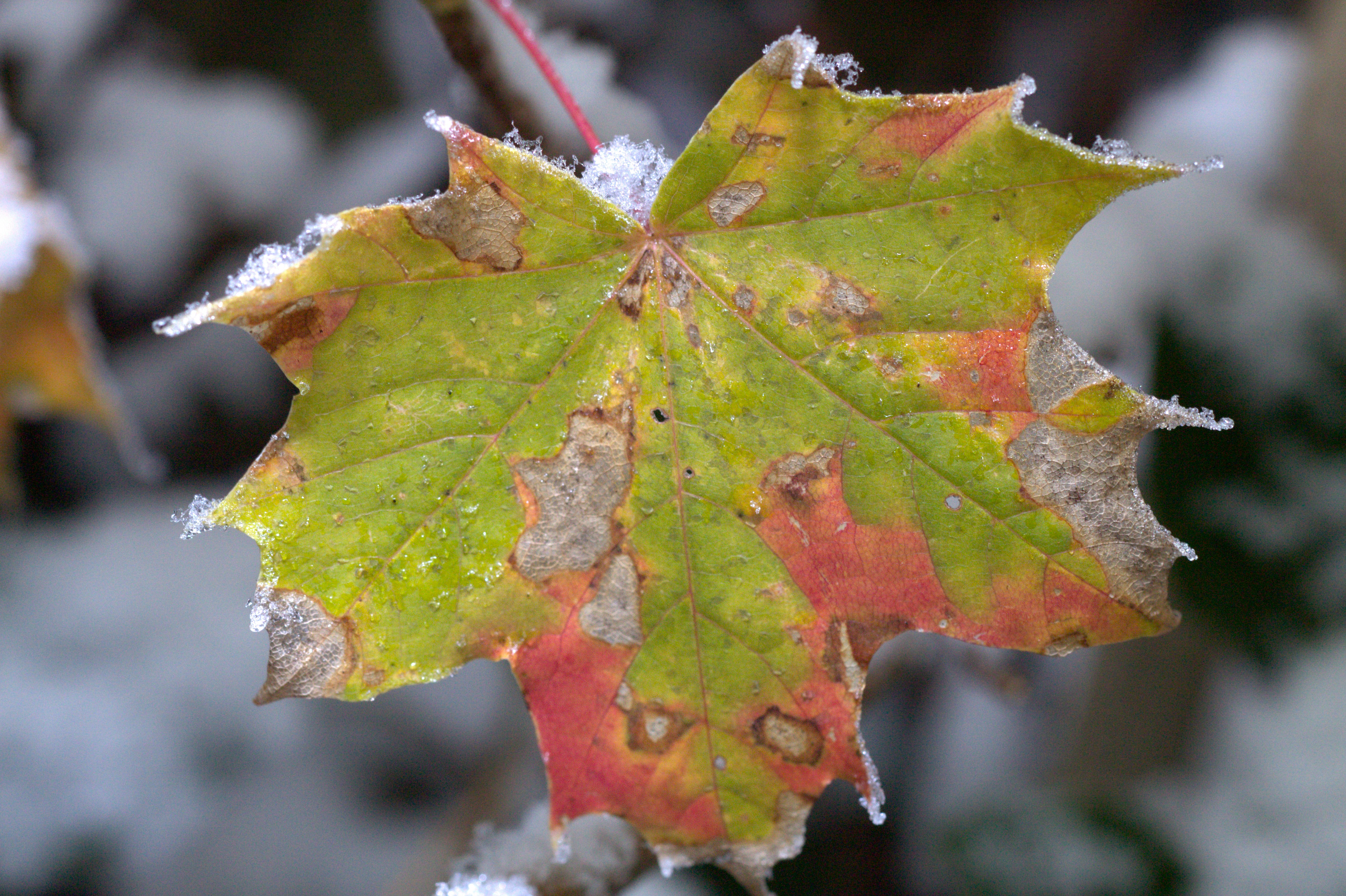 Photo by Ferdinando with Canon EOS 1300D