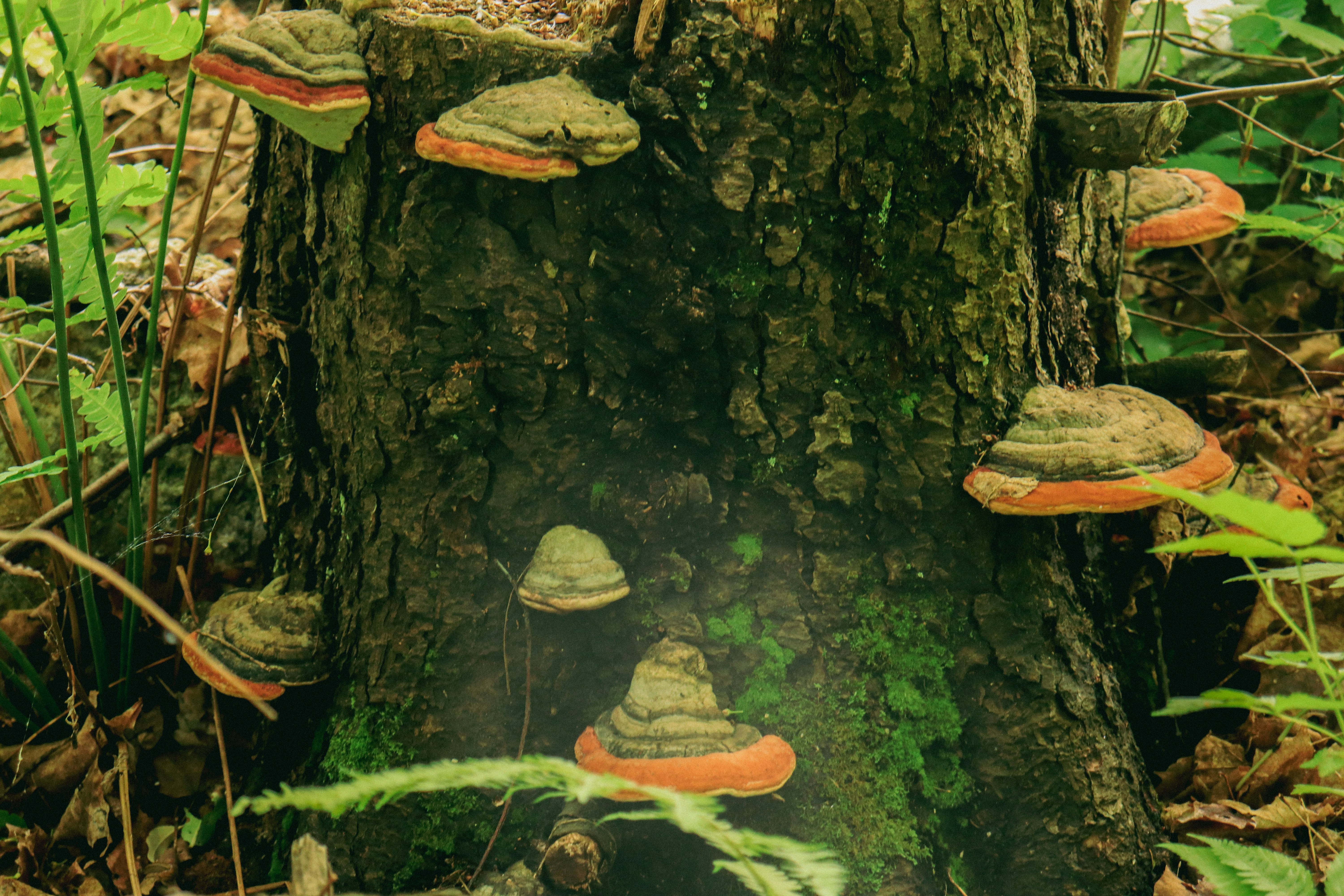 a group of mushrooms growing on a tree stump