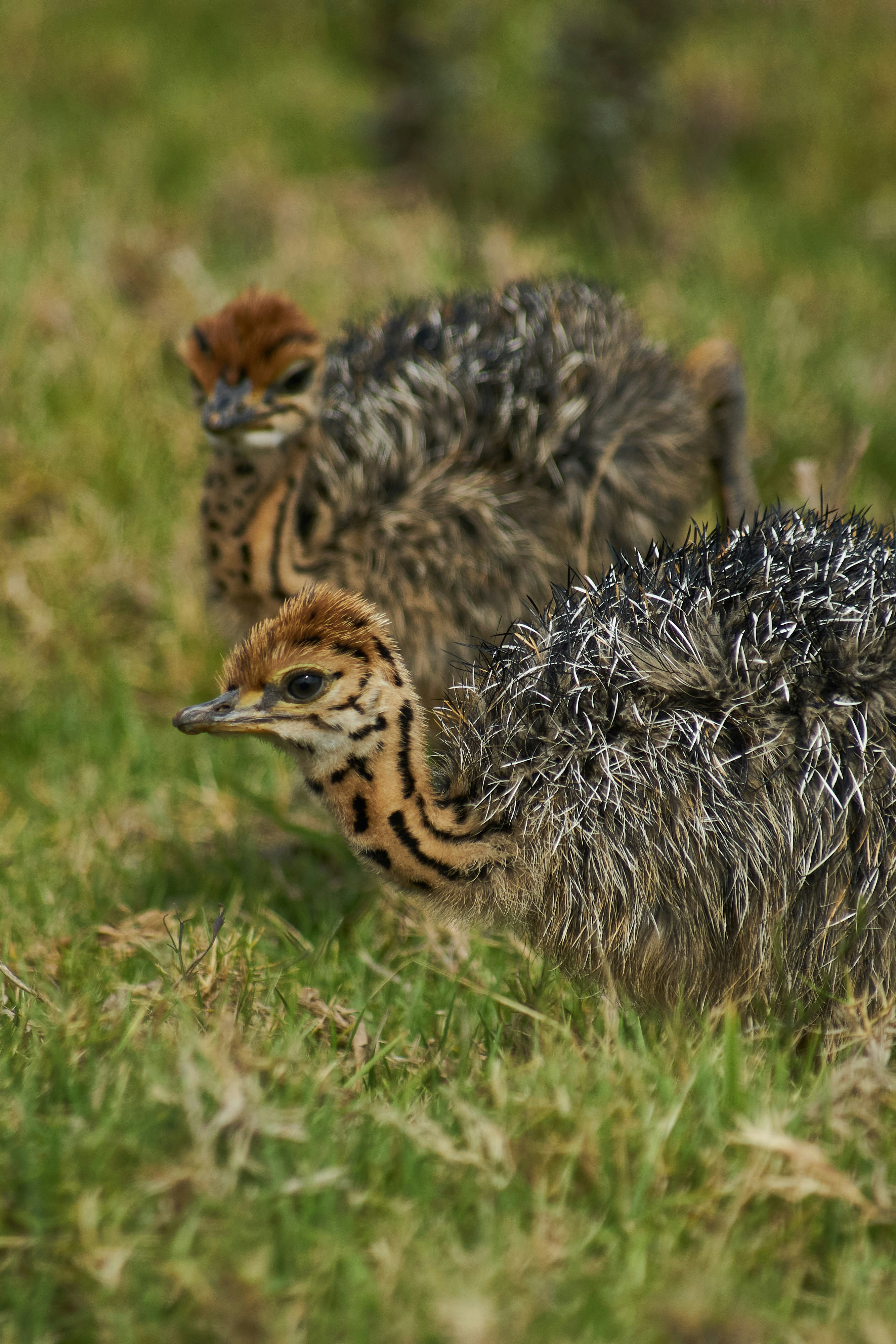 A couple of birds walking across a lush green field photo – Free Animal ...