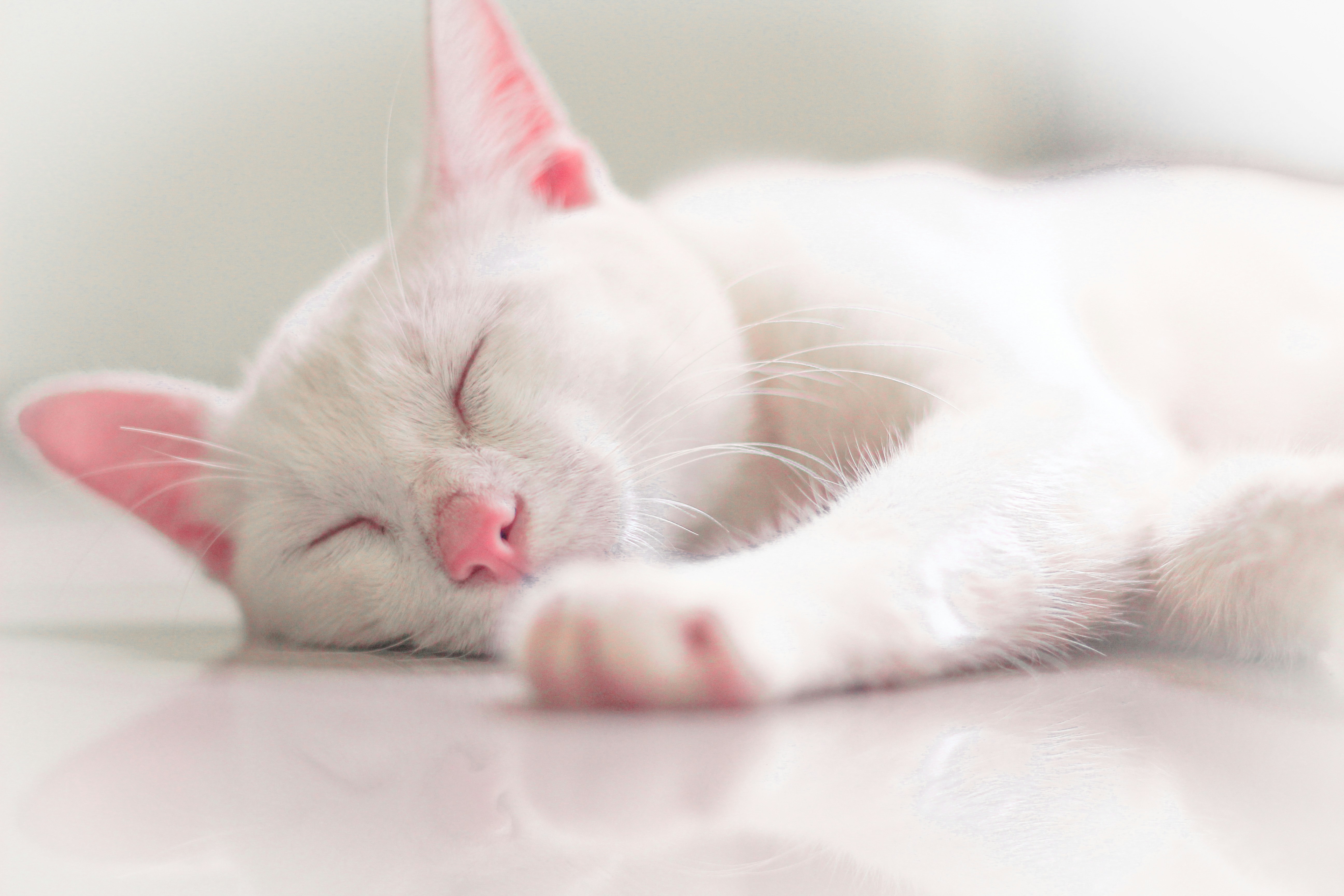A white cat peacefully sleeping on a glossy surface, bathed in soft light. Its delicate features and relaxed posture evoke a sense of tranquility.