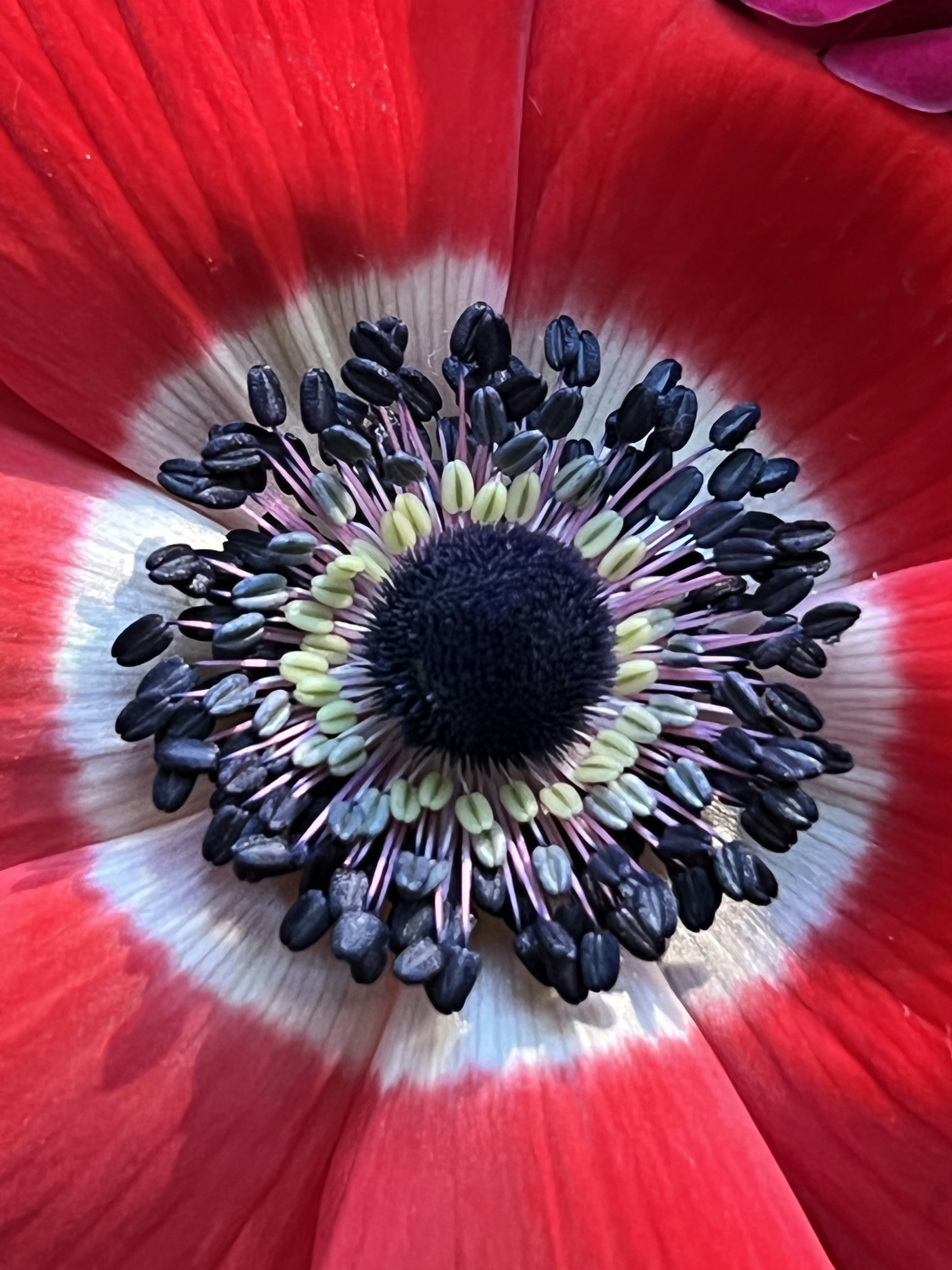 Nature's Intricate Mosaic: A Floral Close-Up
