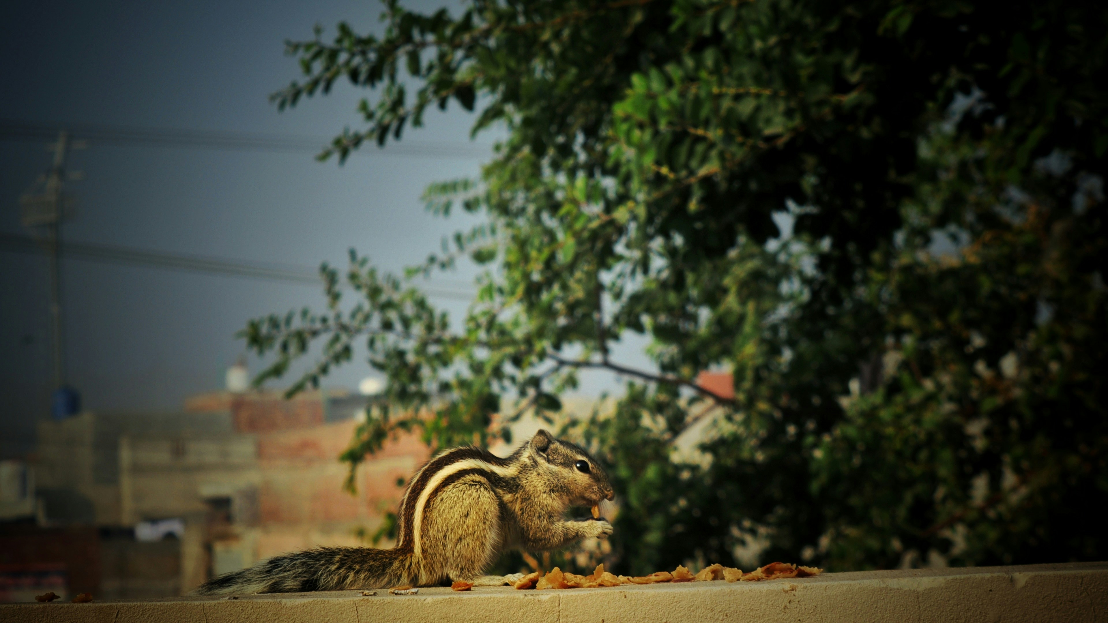 Brick-Ledge Sentry: A Curious Squirrel in the City Sun