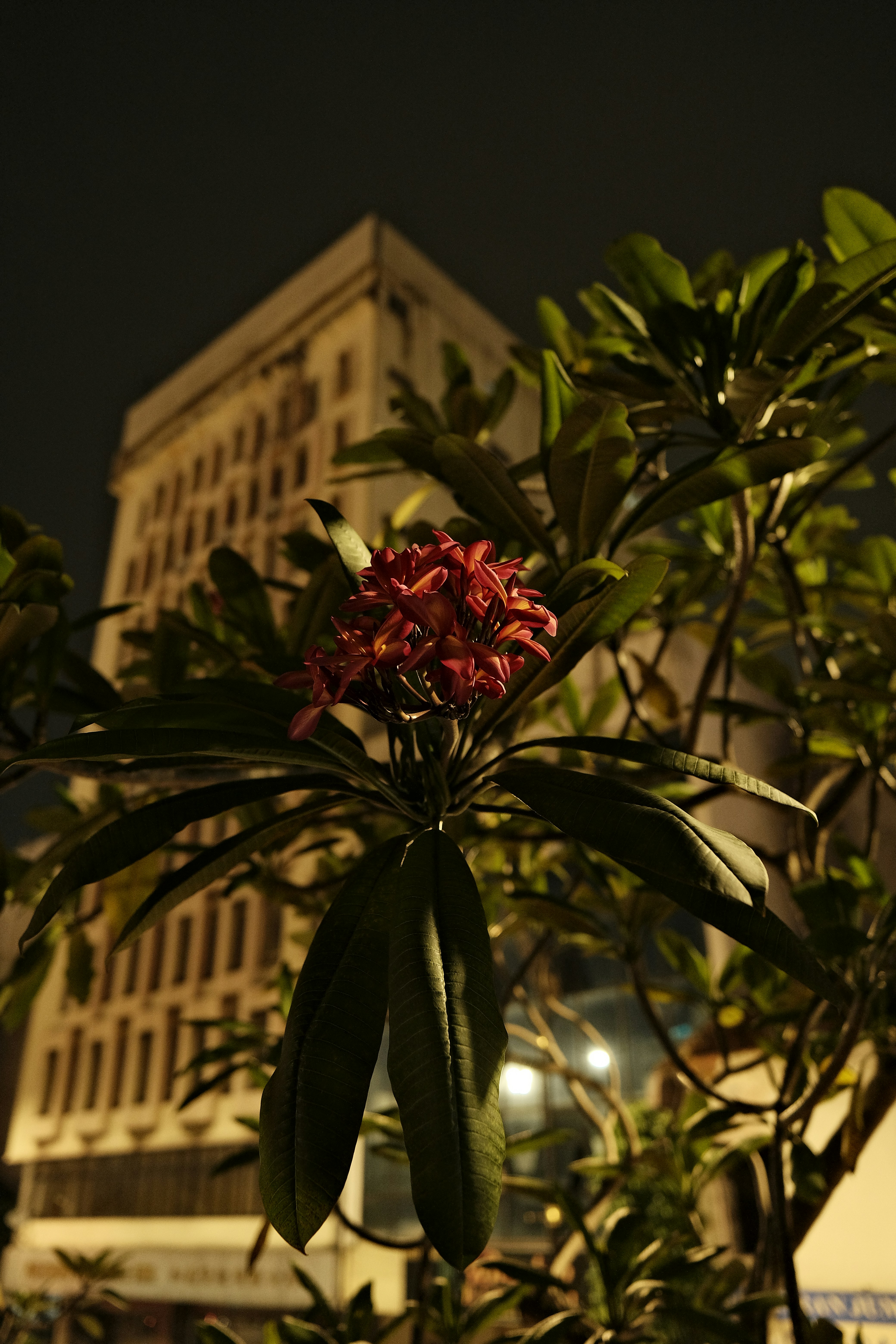 Urban Night Bloom: A Red Cluster Framed by City Lights