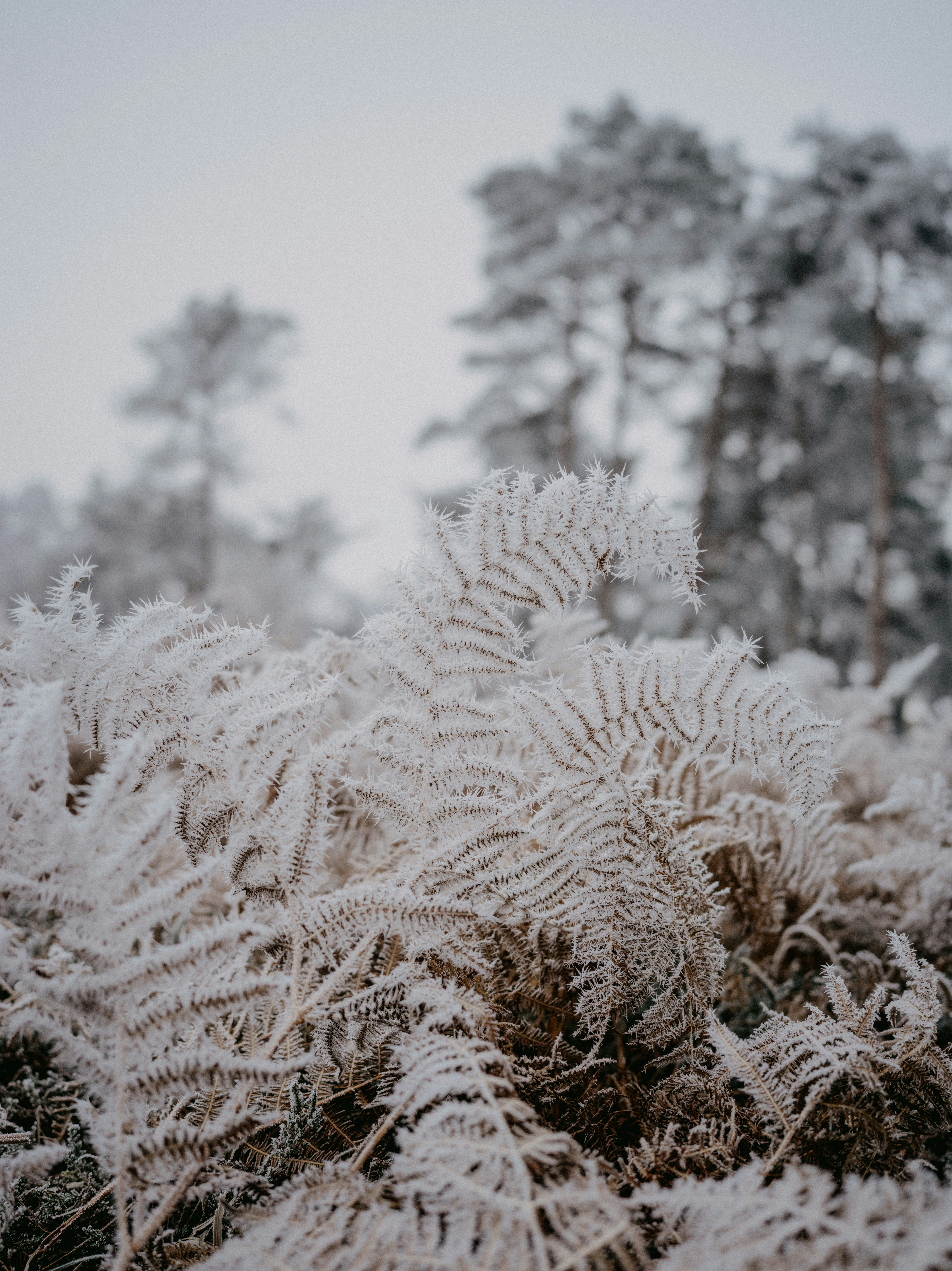 A close up of a plant with frost on it photo – Free Wallpaper Image on ...