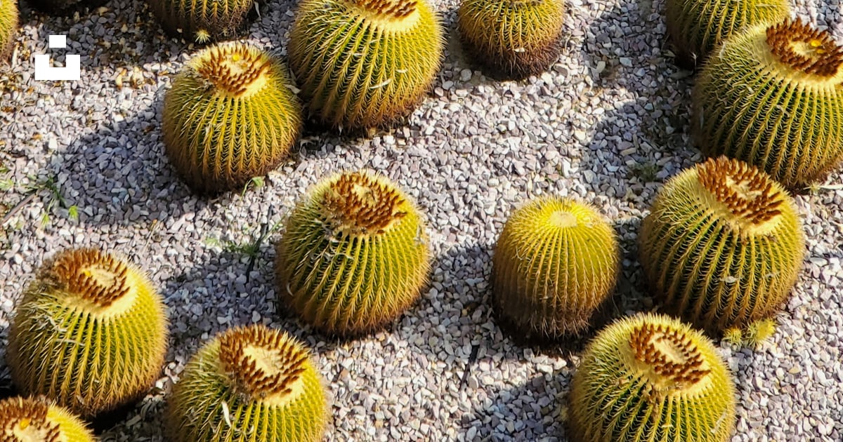 地面にある緑のサボテンの束の写真 Unsplashのカクタスの無料画像