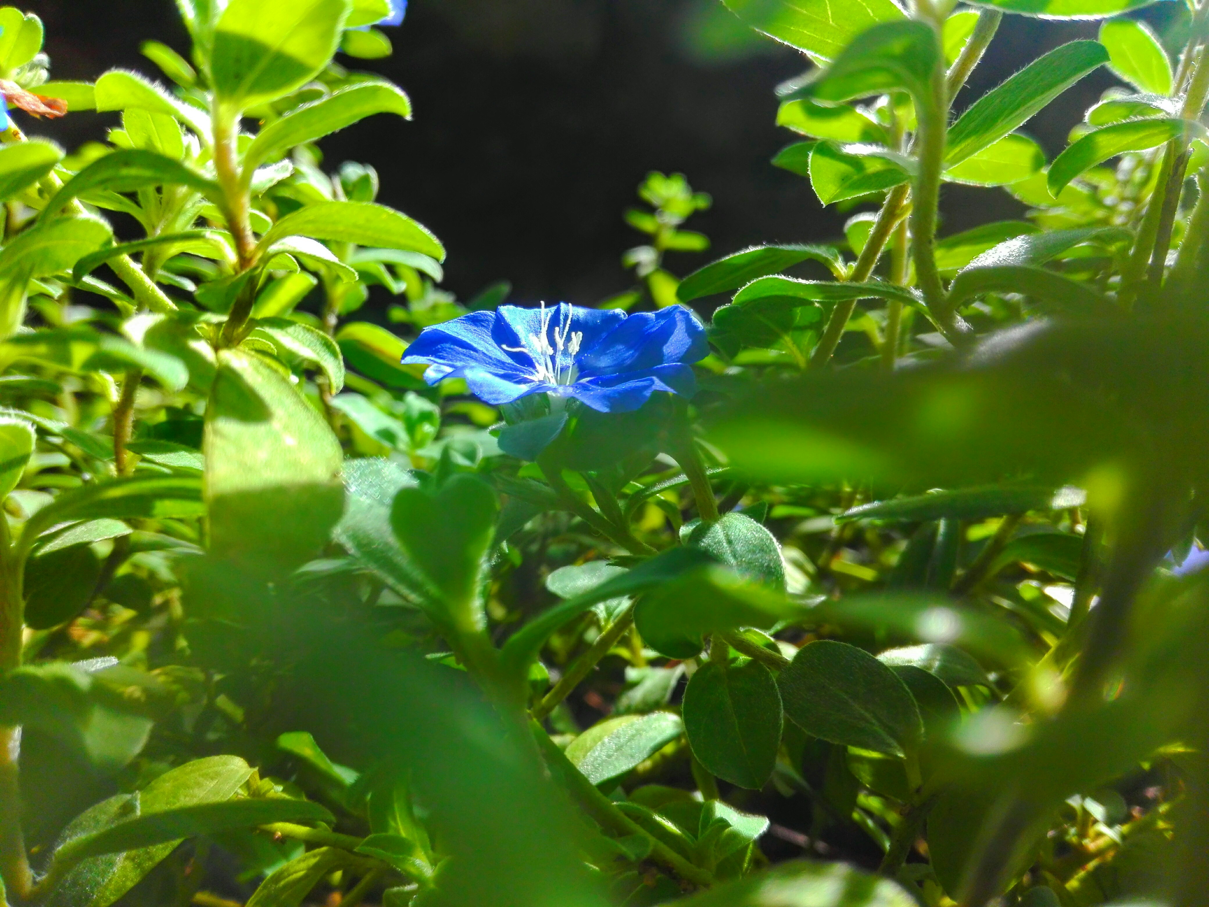 a blue flower sitting in the middle of a bush