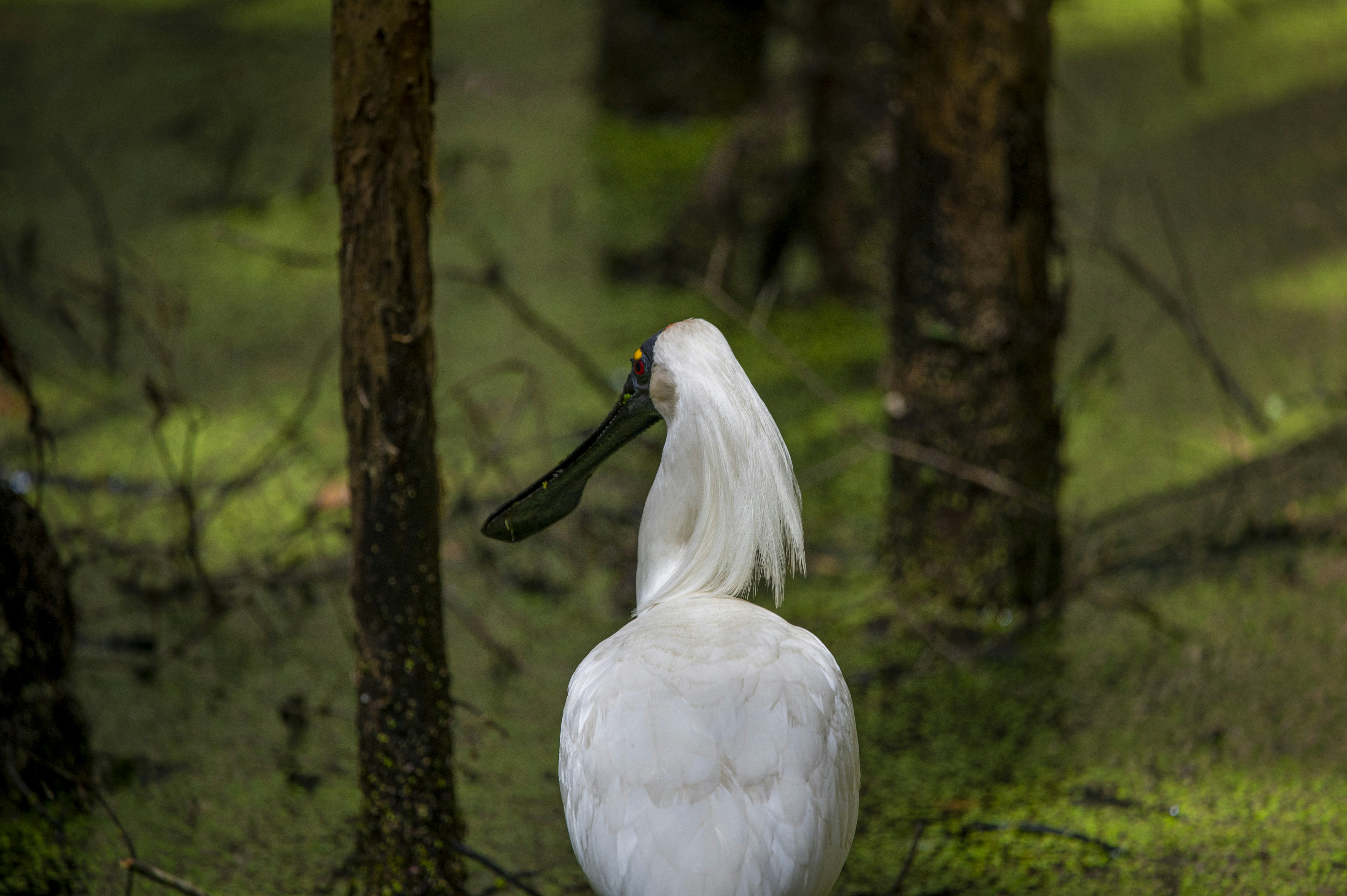 A white bird with a long neck standing in the woods photo – Free ...