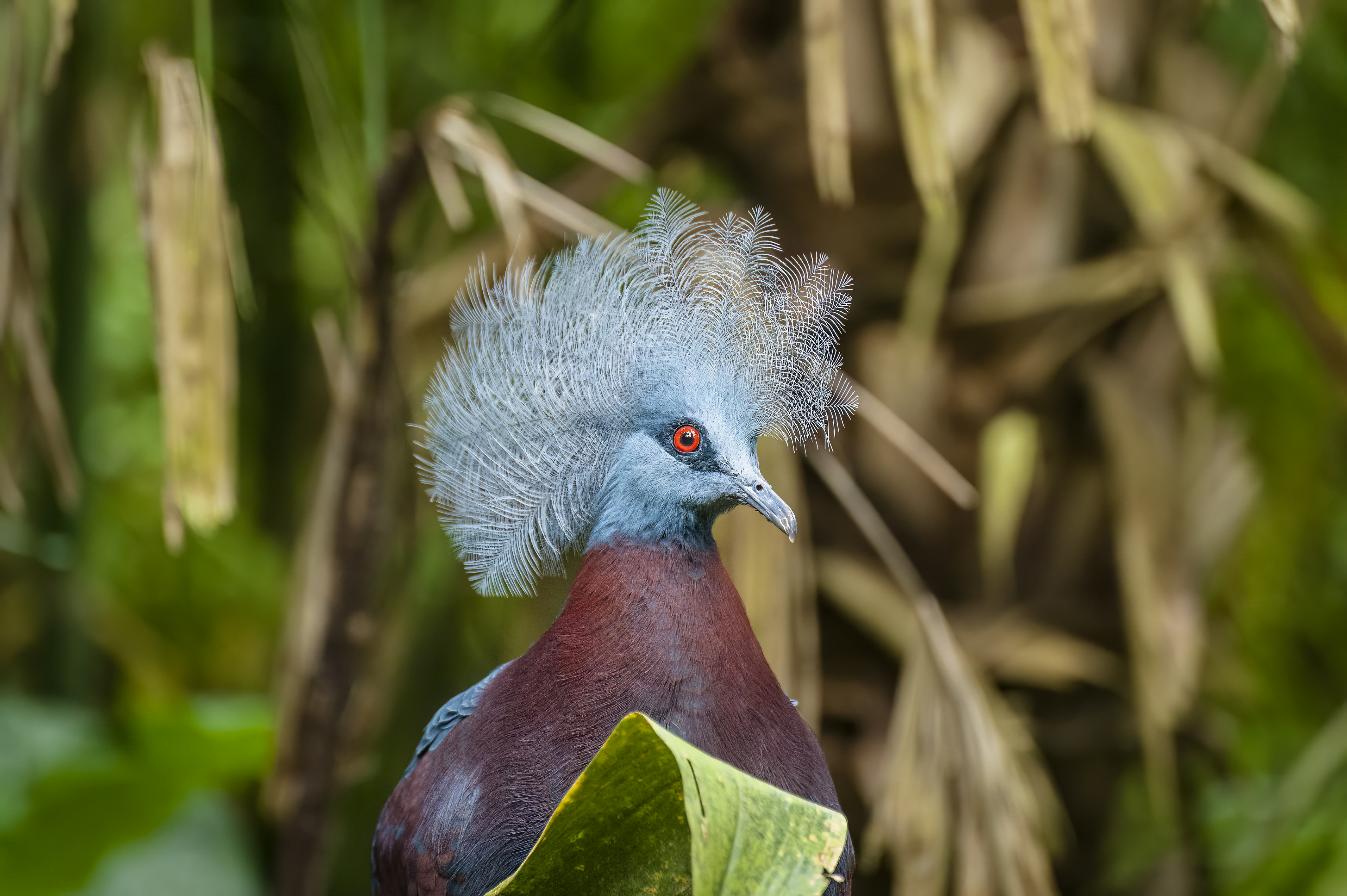 A close up of a bird with a bush in the background photo – Free Animal ...