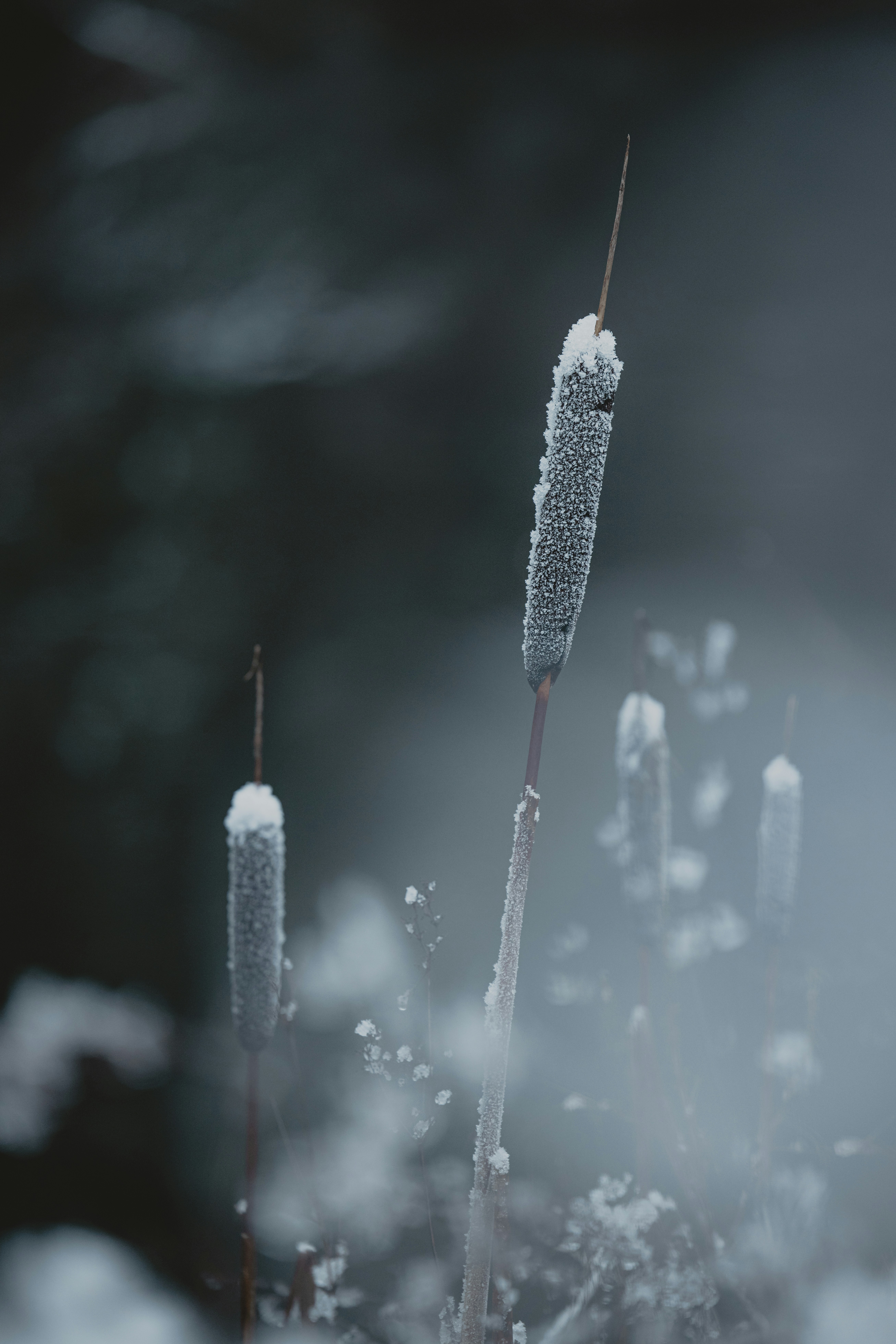 Frost-Kissed Cattails in a Quiet Winter Marsh
