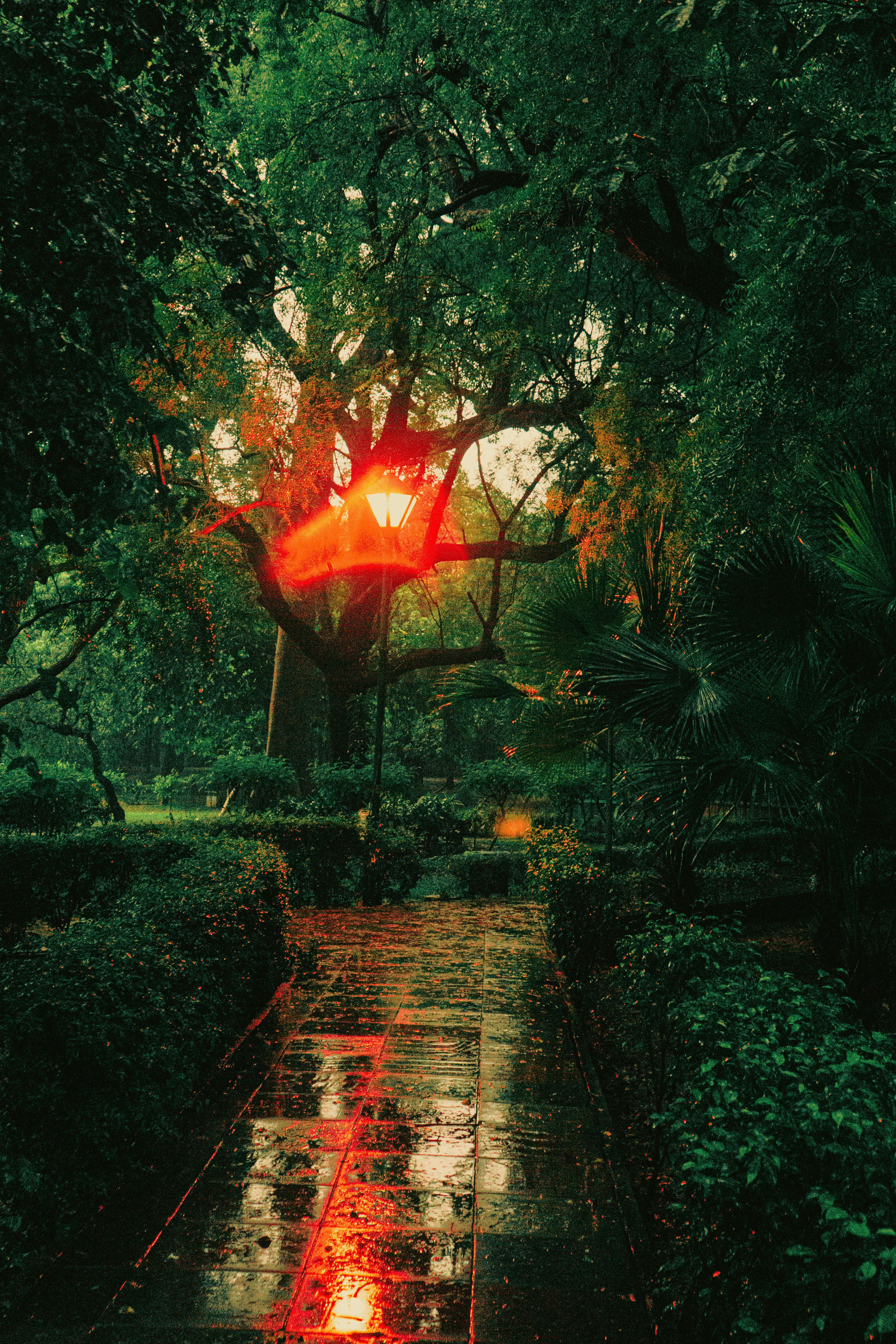 Crimson Lantern in a Rain-Washed Garden Path