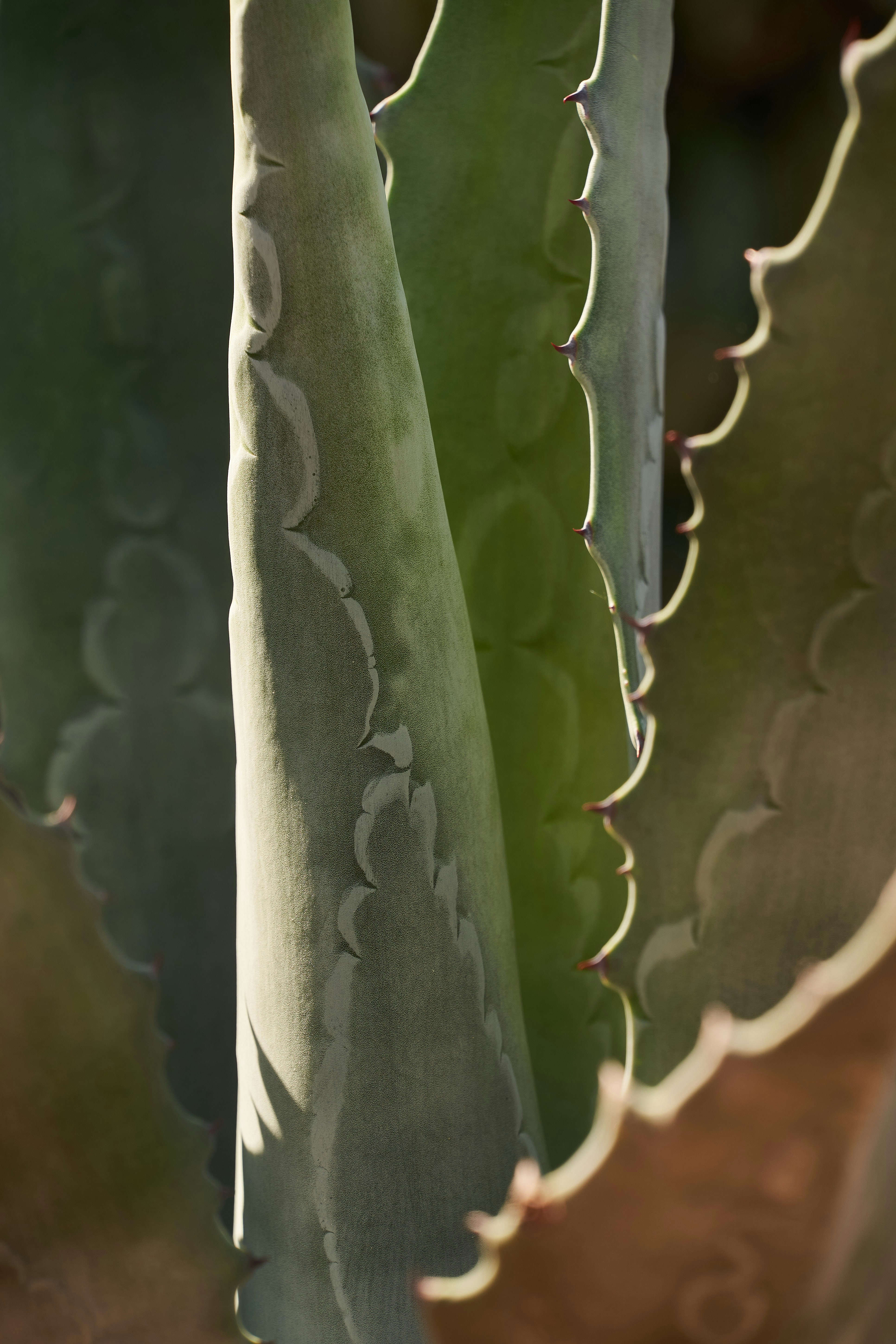 Sunlit Corrugations: Close-Up of a Ribbed Cactus in Focus