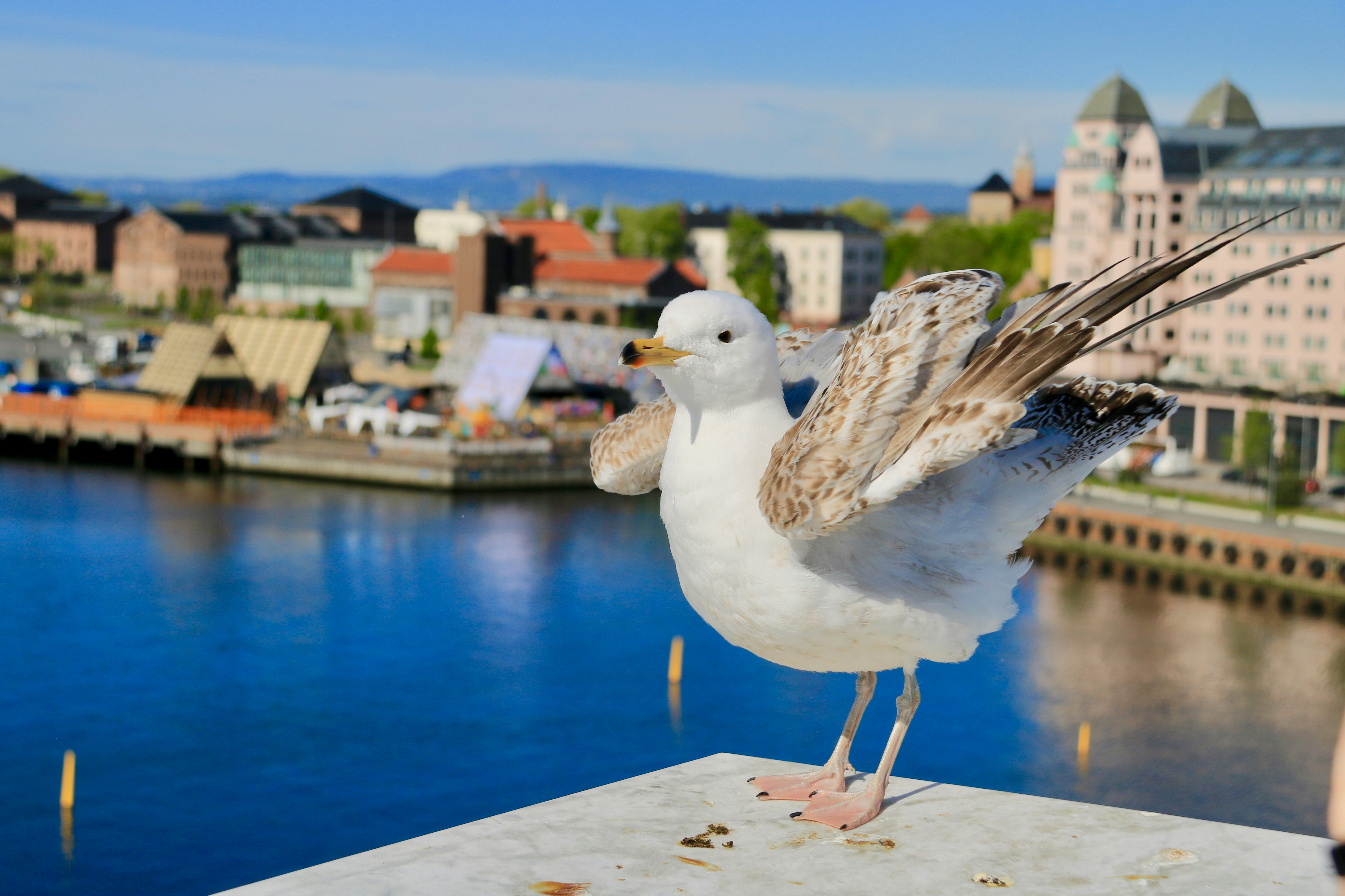Harbor Gull: Sunlit Stance Above a City Waterfront