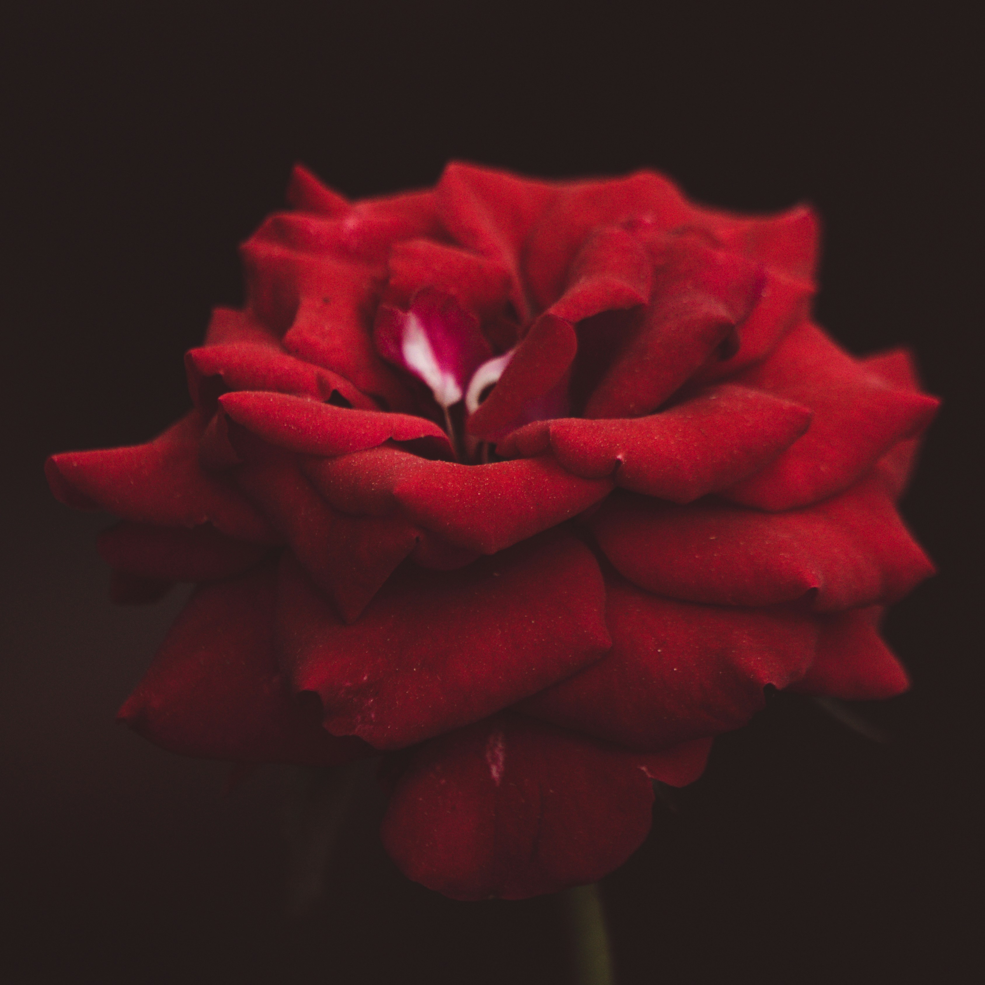 Photo by Thong Tran with Sony Alpha 6000