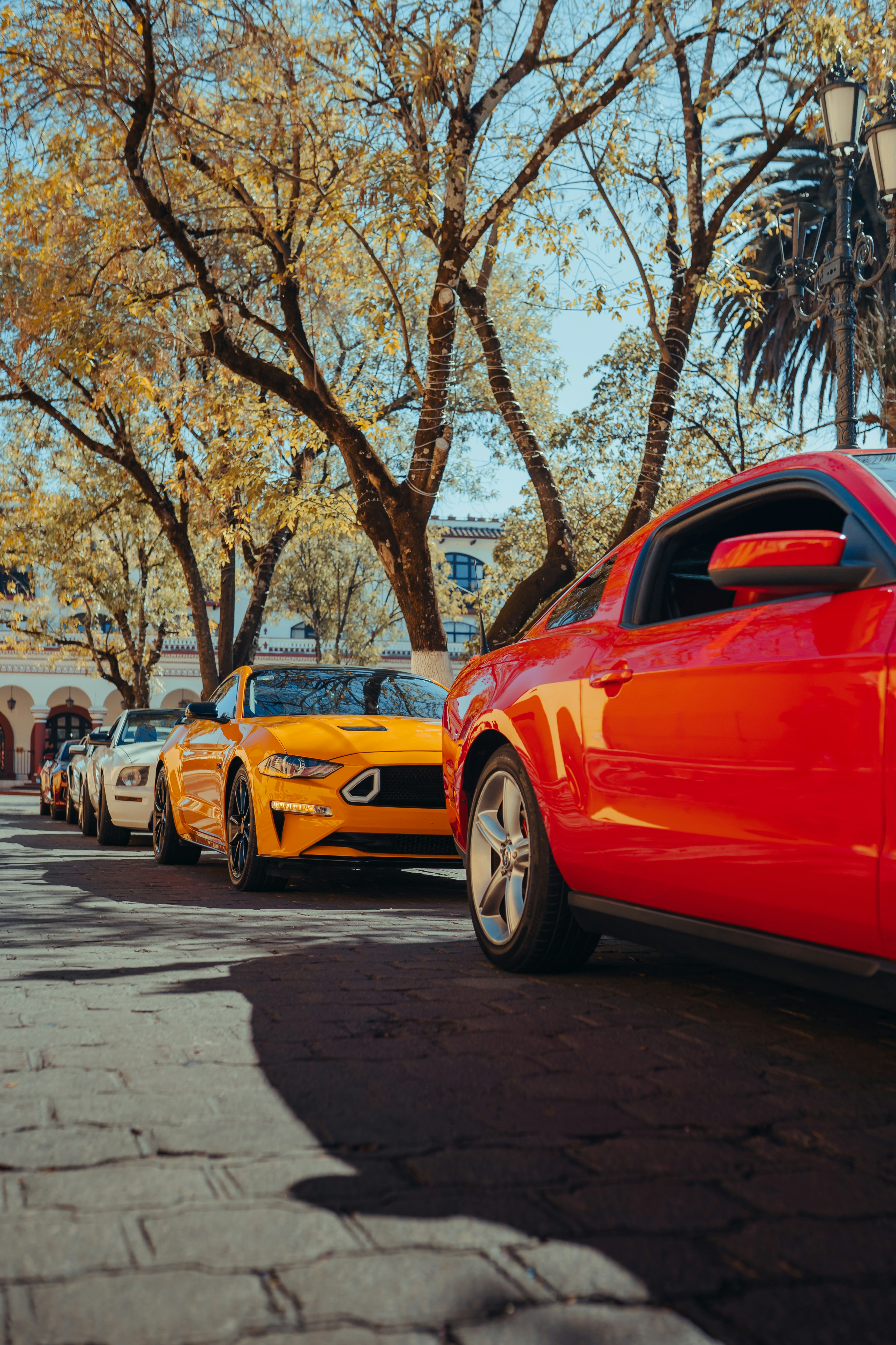 Crimson Echoes: A low-angle street scene of vibrant sports cars under amber trees